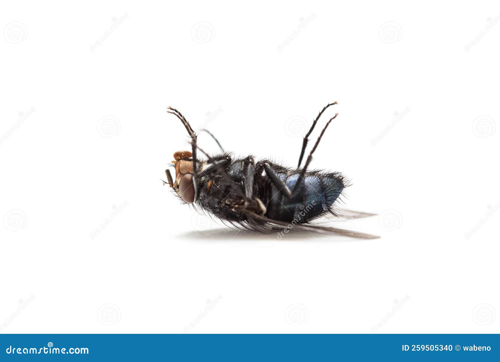 Mosca muerta foto de archivo. Imagen de cierre, aislado - 259505340