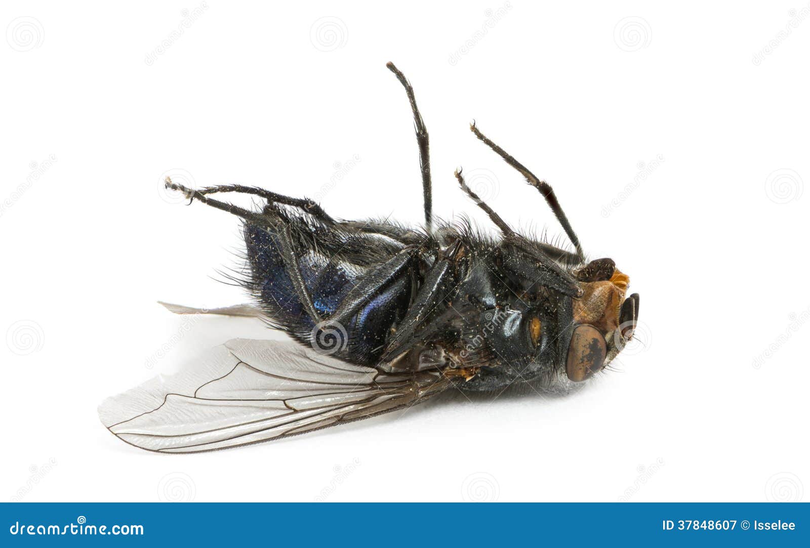 Mosca Muerta Que Miente En Su Parte Posterior, Aislada Imagen de ...