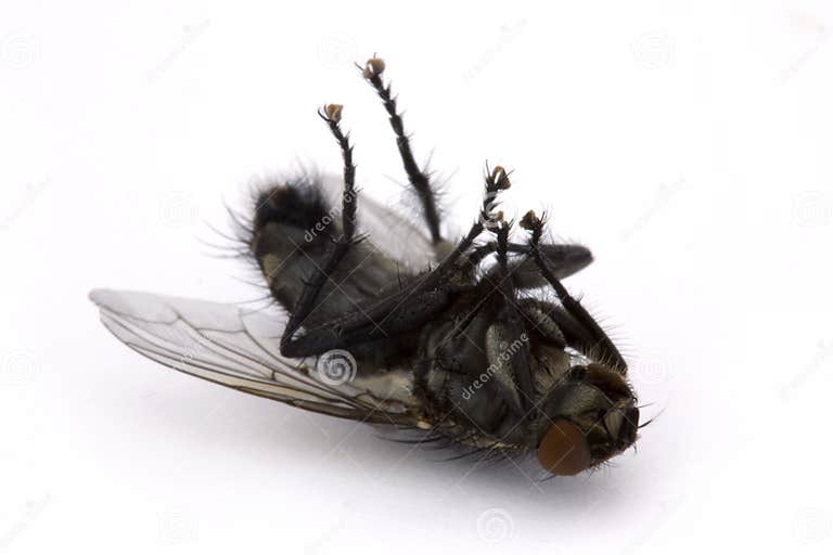 Mosca muerta sobre blanco foto de archivo. Imagen de color - 15343422