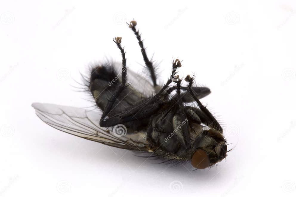 Mosca muerta sobre blanco foto de archivo. Imagen de color - 15343422