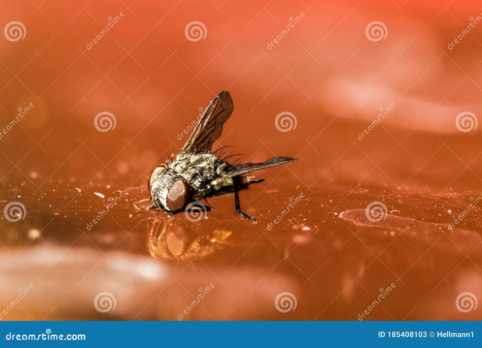 Mosca muerta imagen de archivo. Imagen de cierre, cristal - 185408103