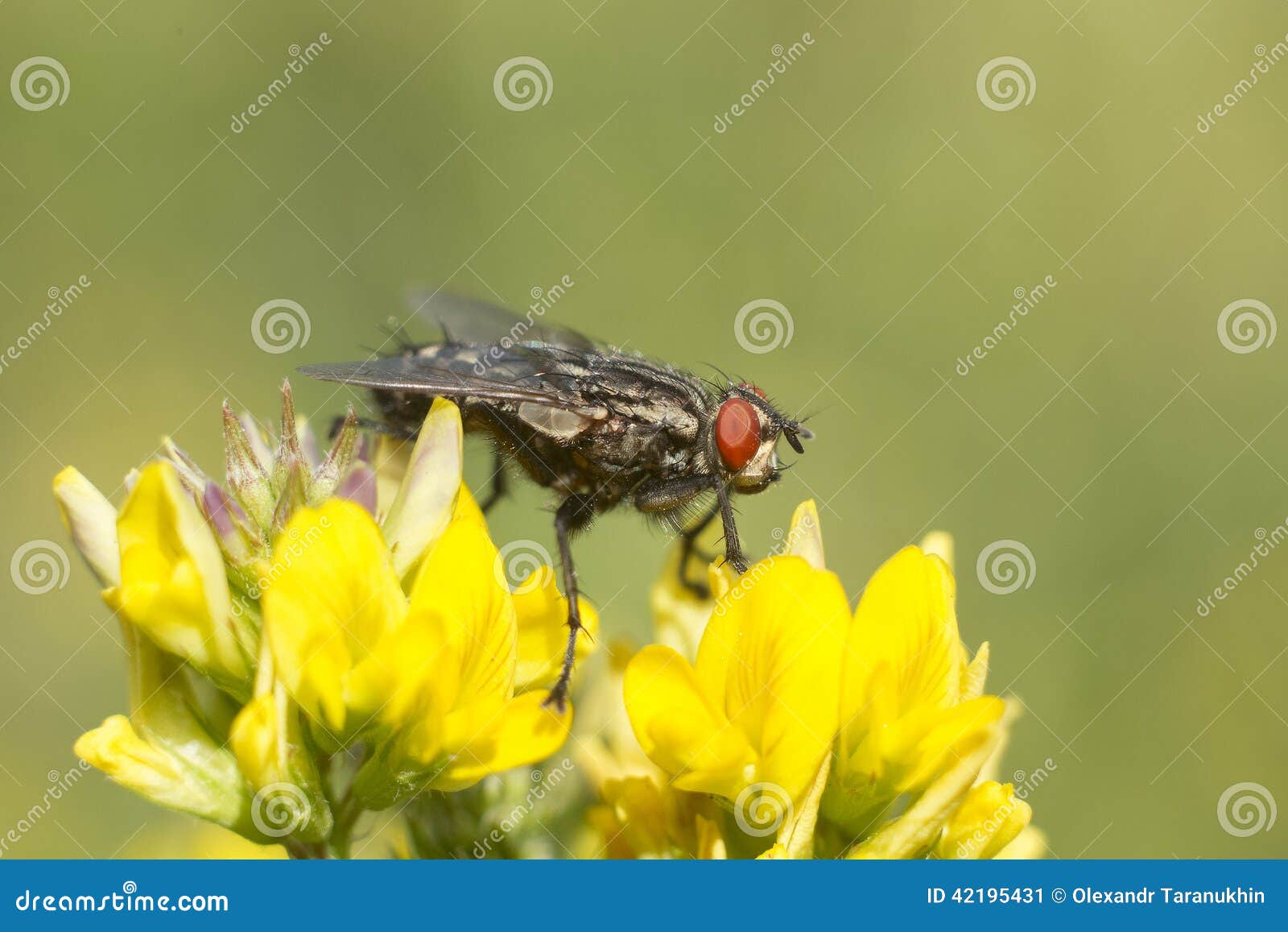 Mosca Negra Grande Con Los Ojos Rojos Imagen de archivo - Imagen de ...
