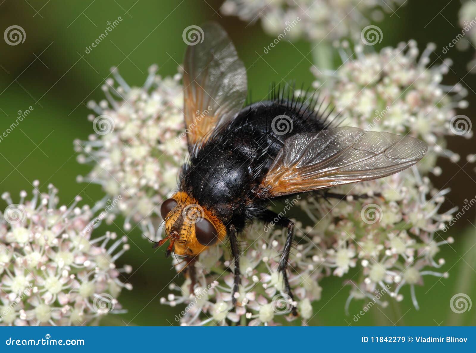 Mosca Negra Grande En Una Flor Imagen de archivo - Imagen de amarillo ...