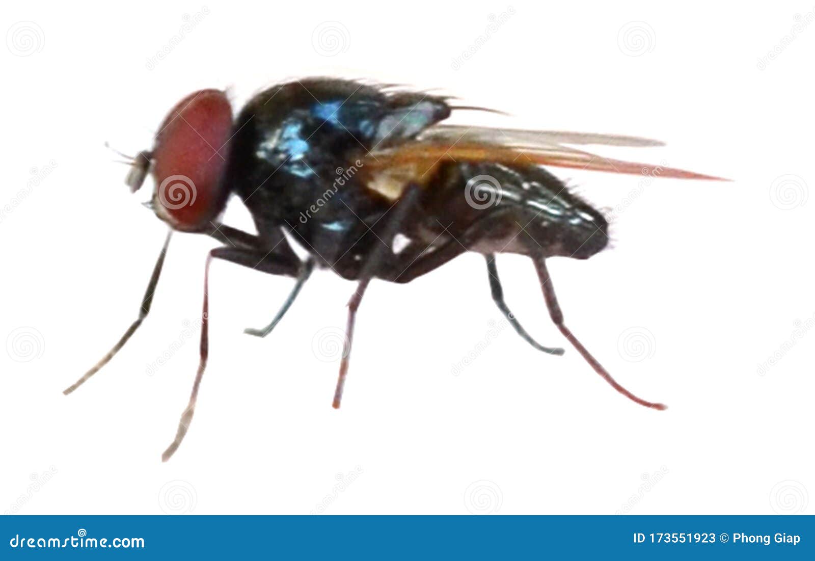 Mosca. imagem de stock. Imagem de zumbido, erro, isolado - 173551923