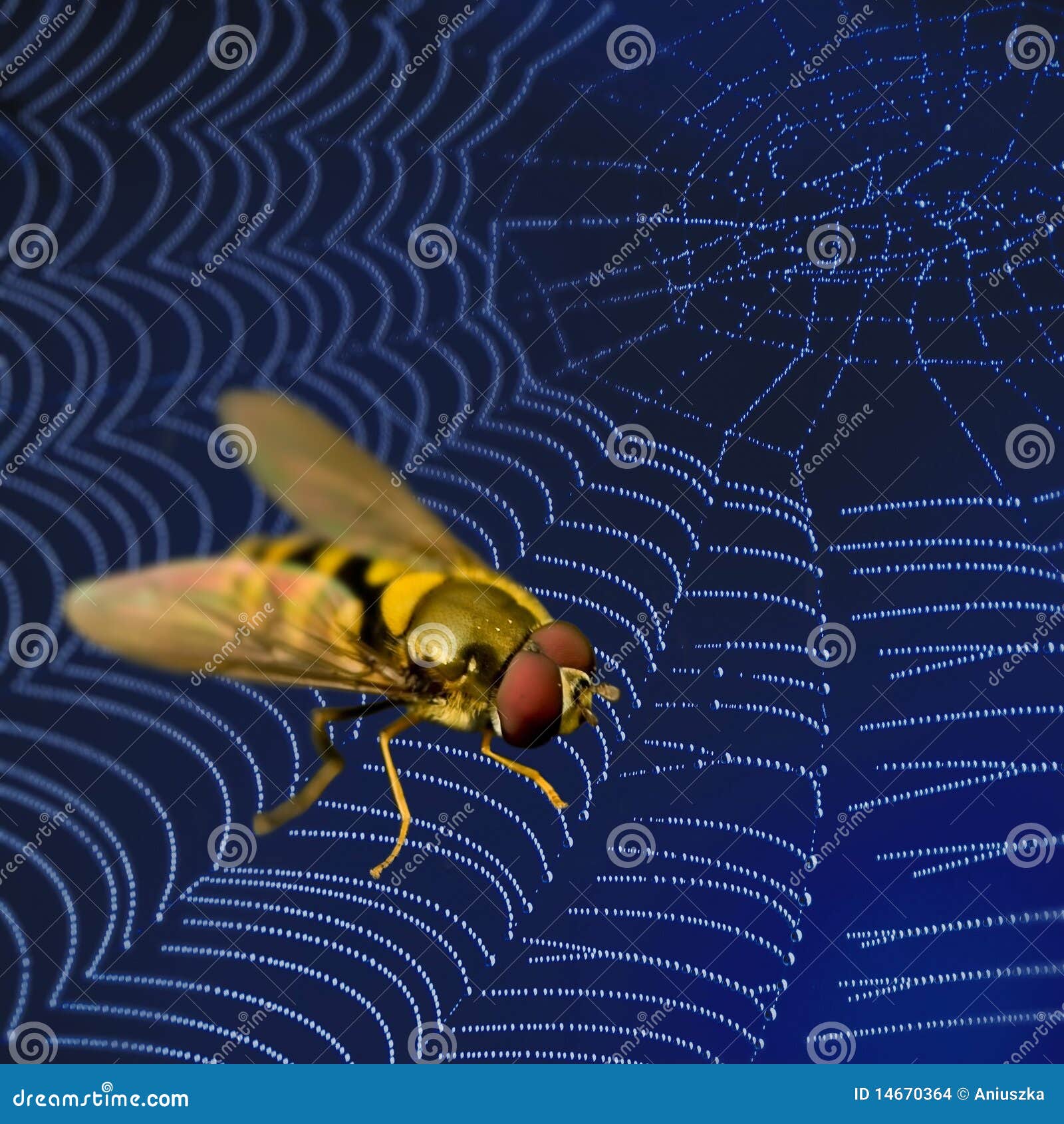 Mosca nel Web di ragno fotografia stock. Immagine di fermo - 14670364