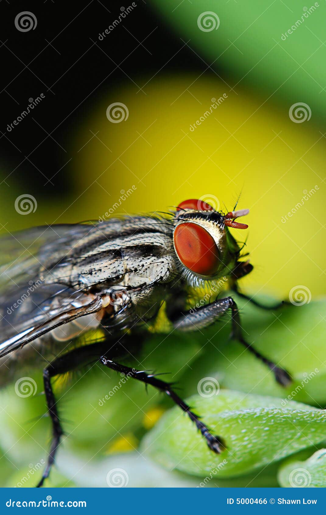 Mosca no verde foto de stock. Imagem de insetos, jardim - 5000466