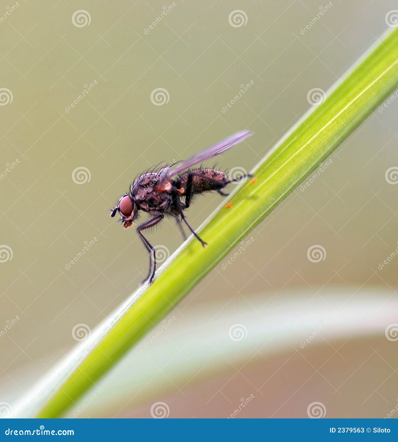 Mosca pequena imagem de stock. Imagem de grama, animal - 2379563