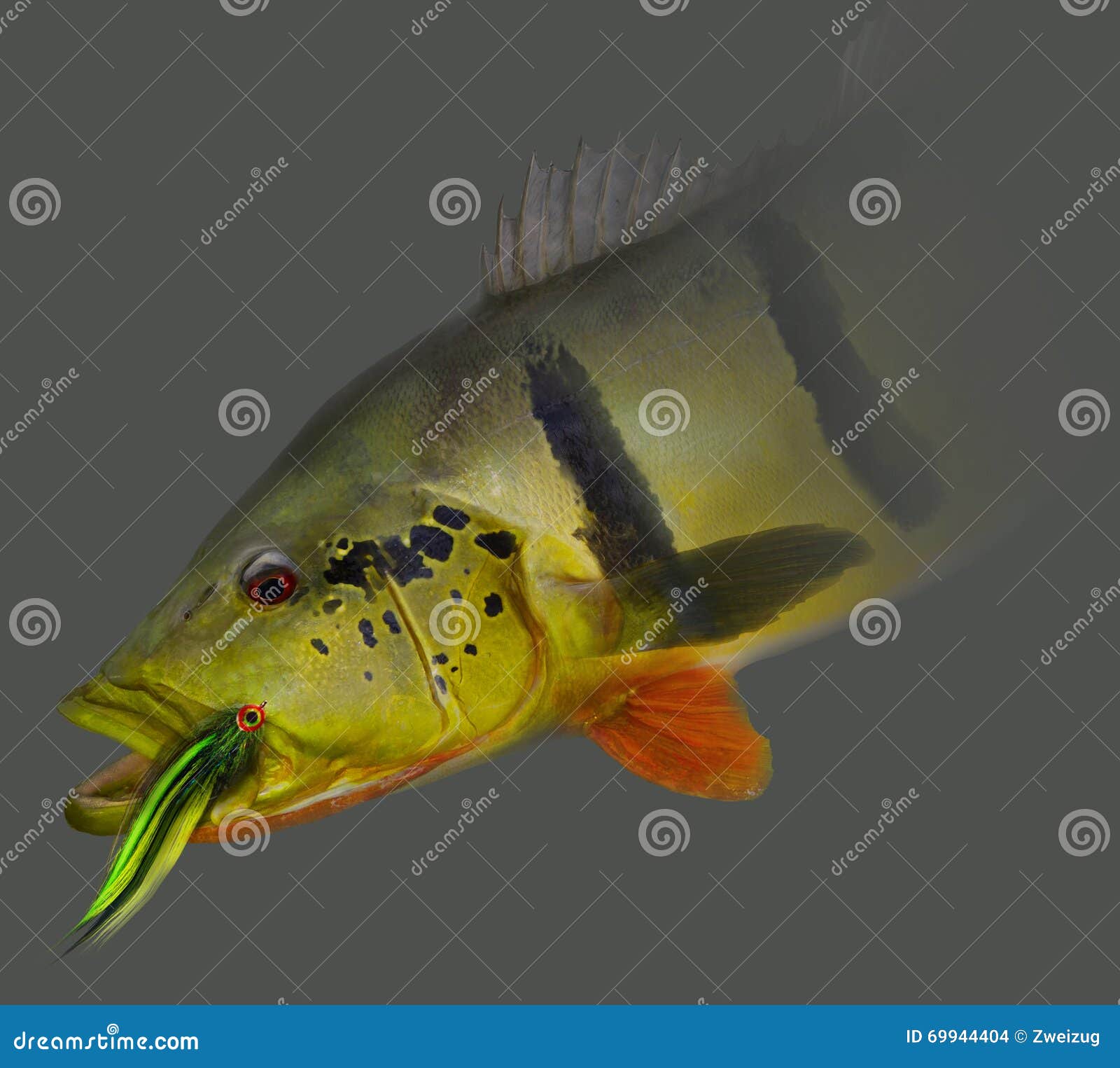 Mosca Presa Spigola Del Pavone Fotografia Stock - Immagine di fiume ...