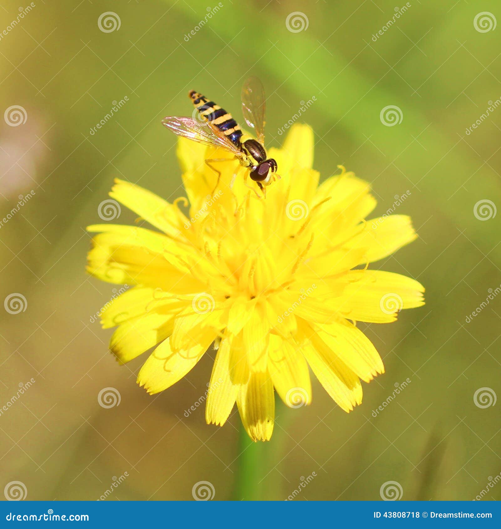 Mosca rayada amarilla foto de archivo. Imagen de néctar - 43808718