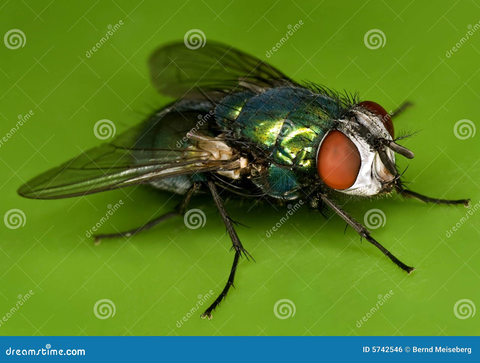 Mosca su verde fotografia stock. Immagine di verde, mosca - 5742546