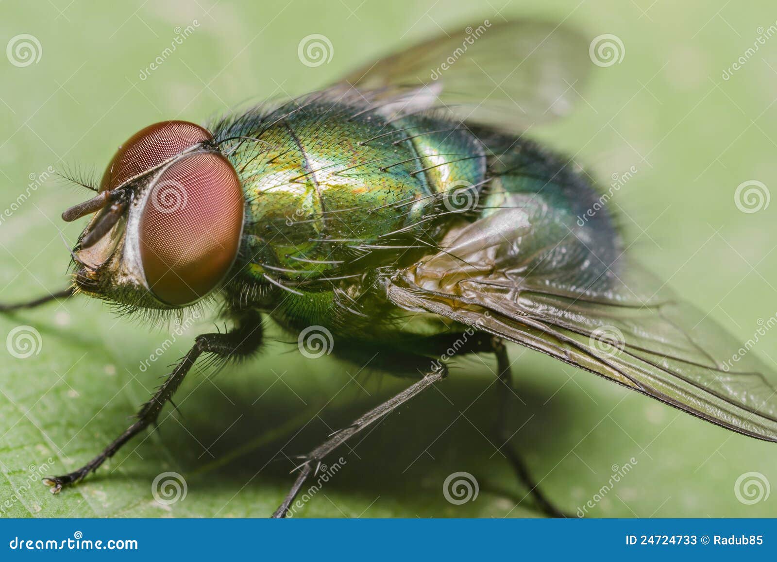 Mosca verde imagem de stock. Imagem de moscas, limpar - 24724733