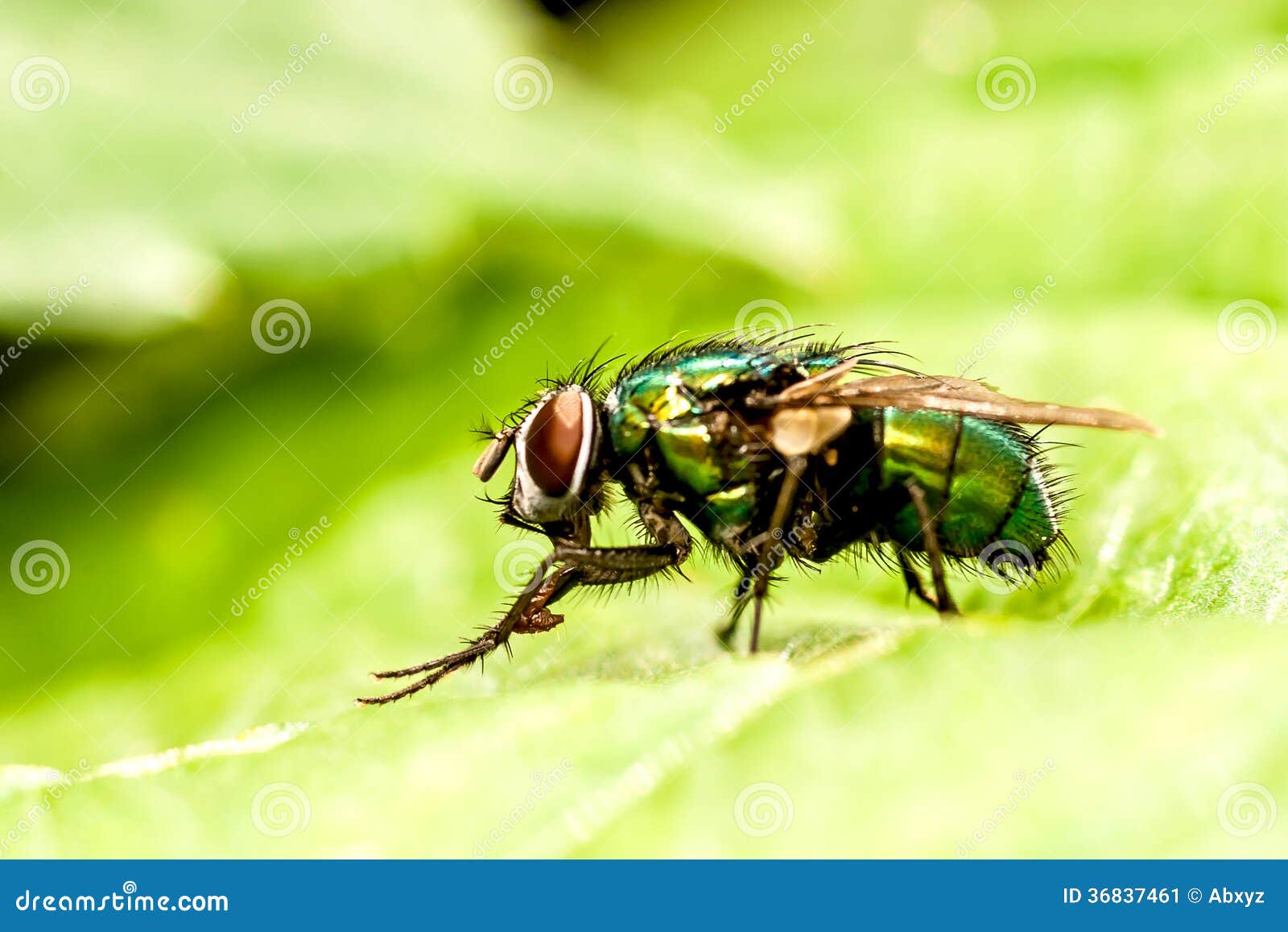 Mosca verde imagen de archivo. Imagen de verano, piernas - 36837461