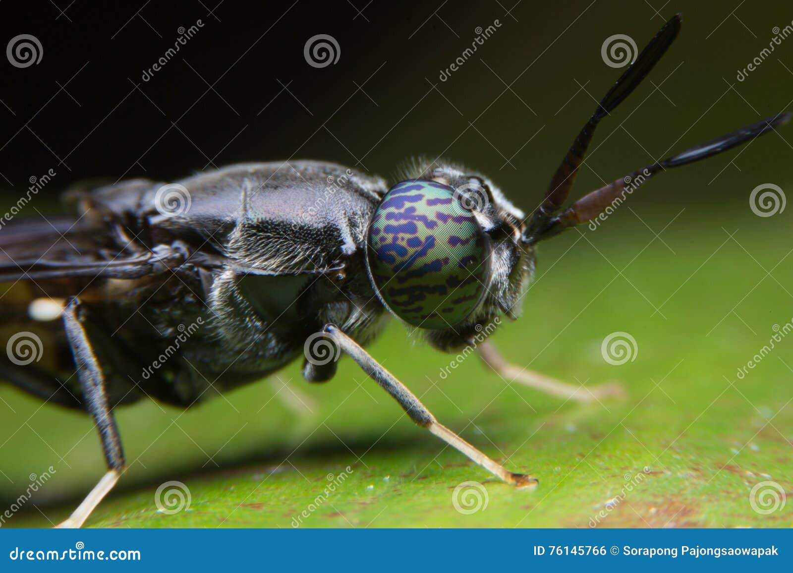 Mosca verde foto de archivo. Imagen de primer, cierre - 76145766