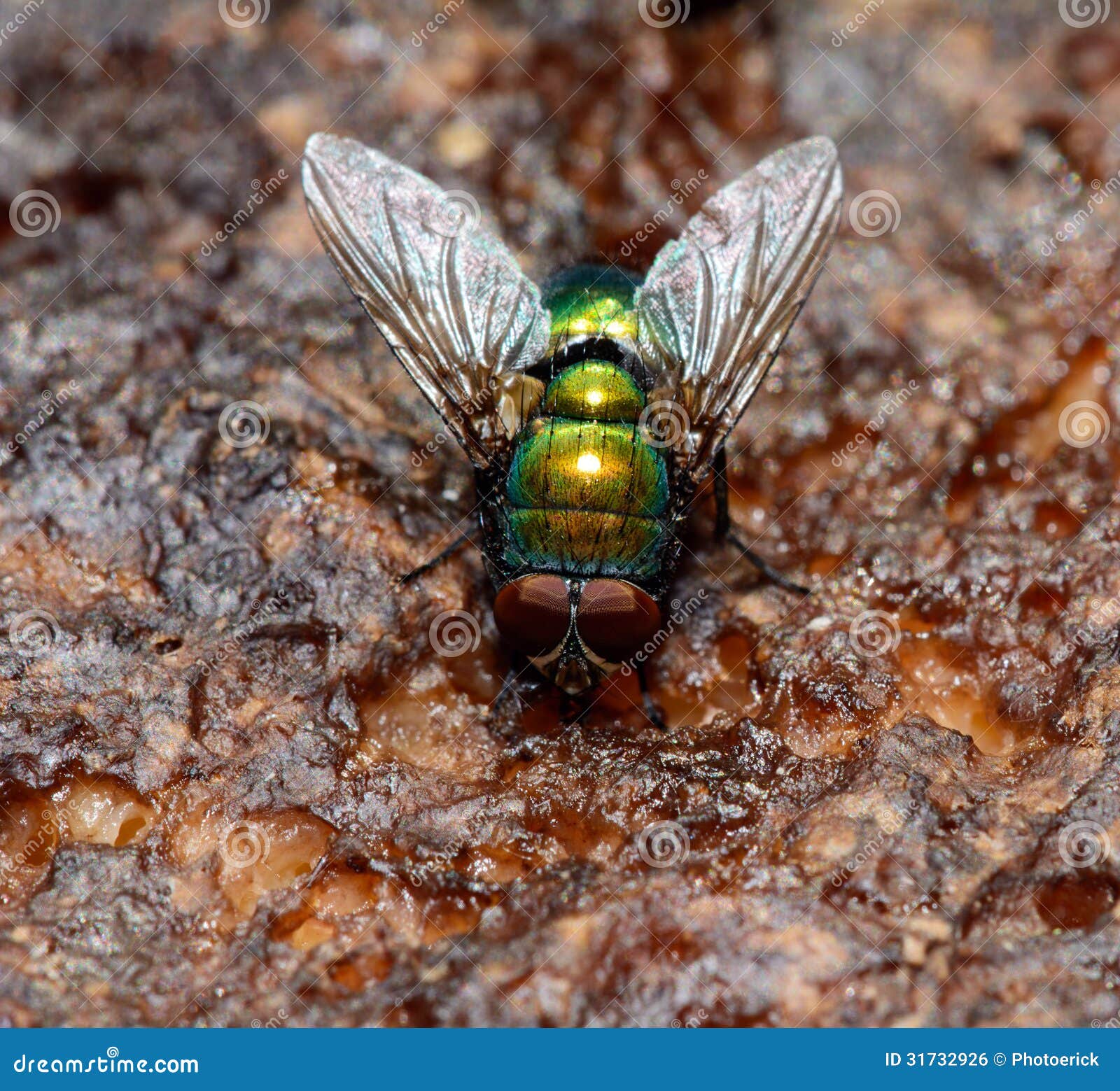 Mosca Verde - Albiceps De Chrysomya Foto de Stock - Imagem de parasita ...