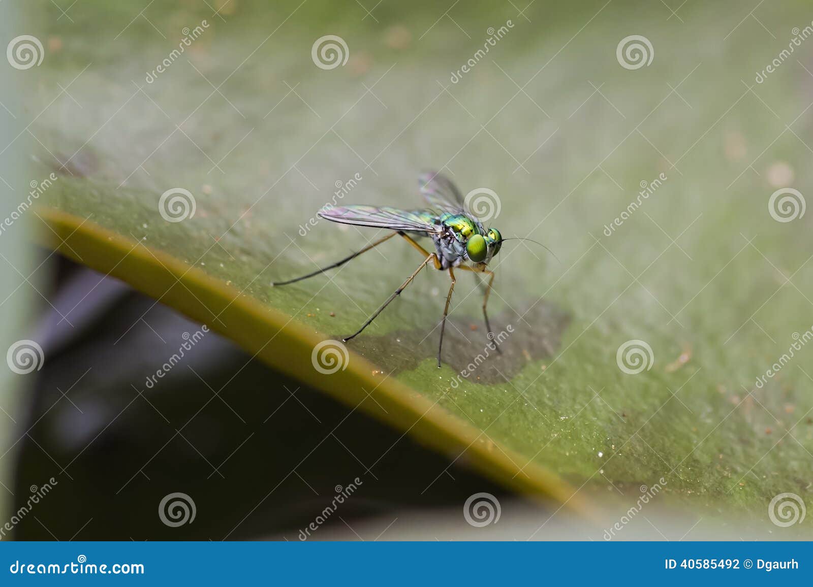 Mosca Verde Brillante Con Las Alas Del Arco Iris Foto de archivo ...