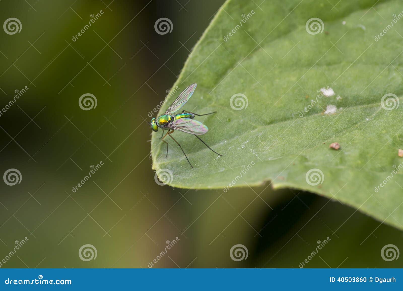Mosca Verde Brillante Con Le Ali Dell'arcobaleno Fotografia Stock ...