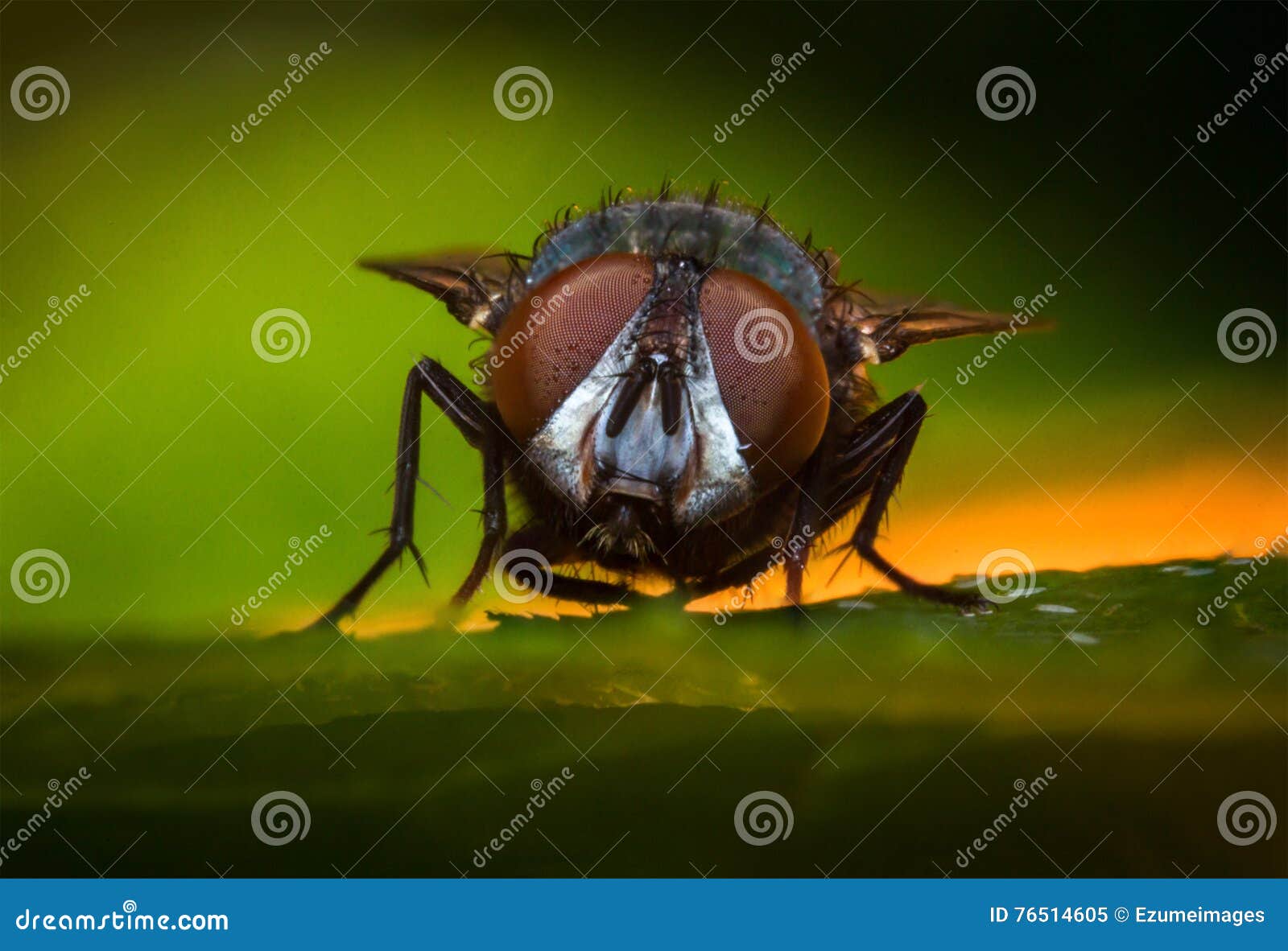 Mosca Verde Comum Do Frasco Imagem de Stock - Imagem de lucilia, mosca ...