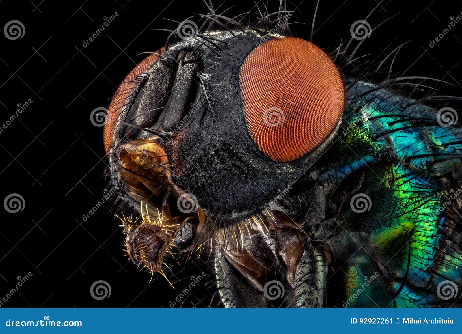 Mosca Verde Comum Do Frasco Imagem de Stock - Imagem de fauna, preto ...