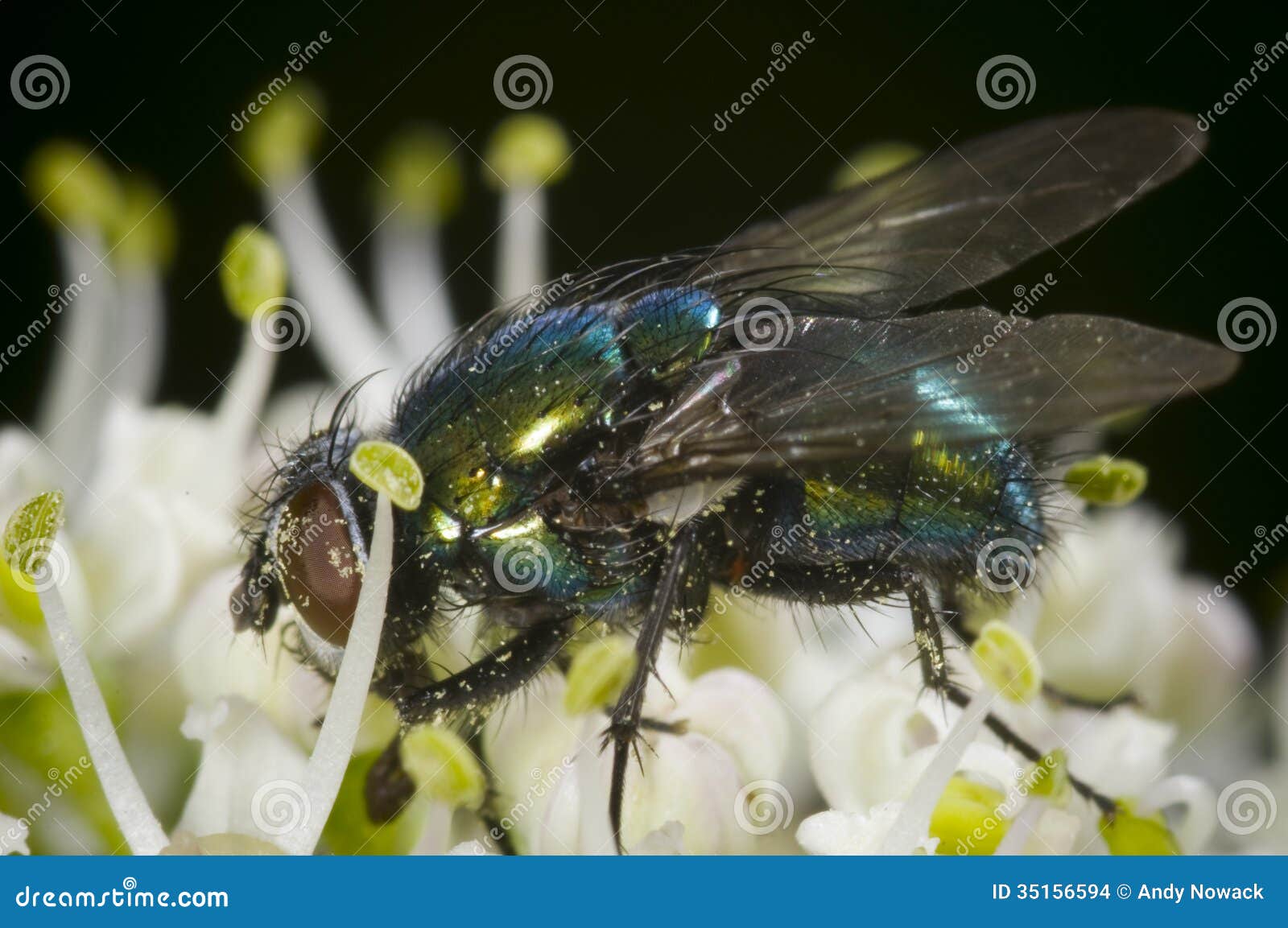Mosca verde da garrafa foto de stock. Imagem de inseto - 35156594