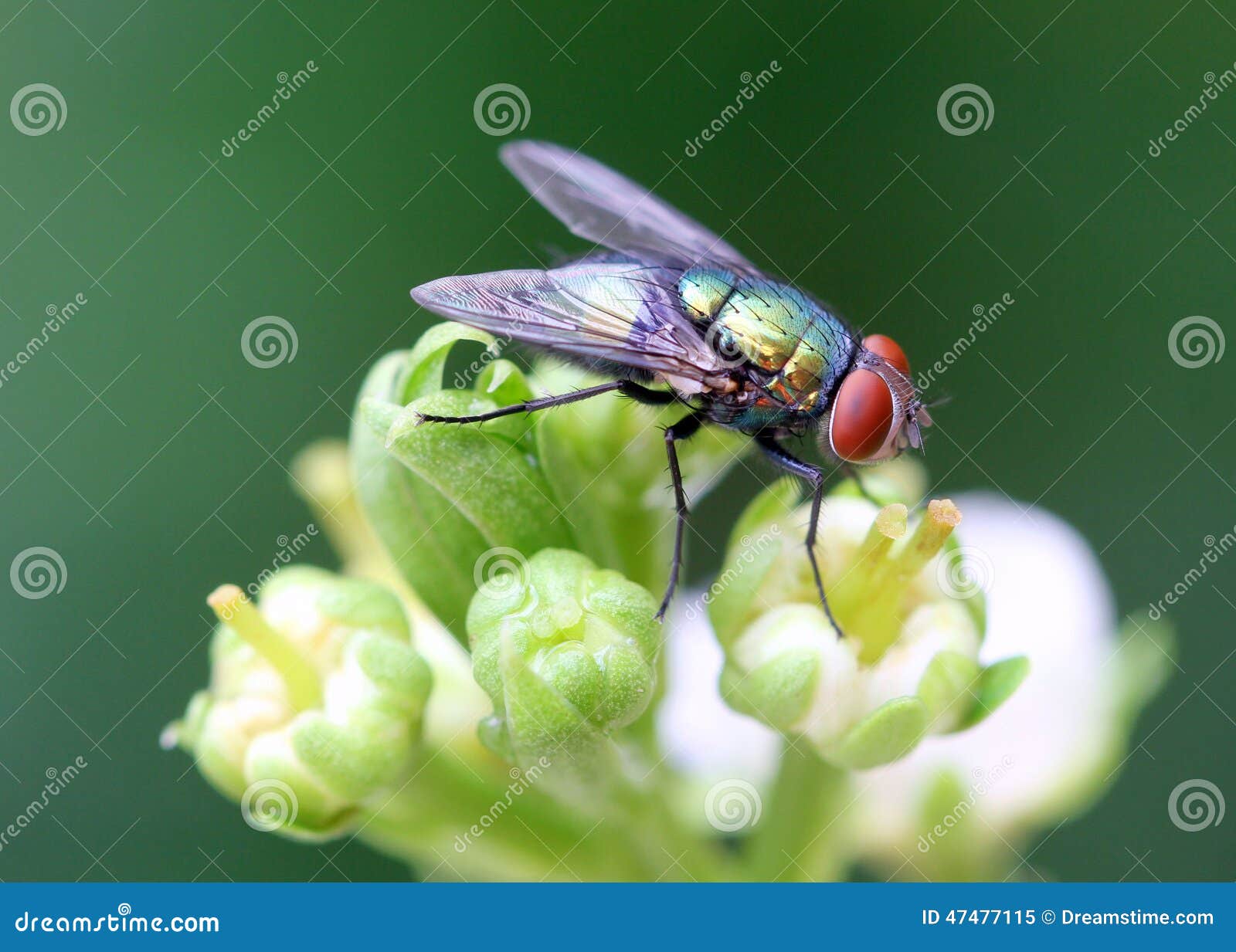 Mosca verde de la botella imagen de archivo. Imagen de verde - 47477115