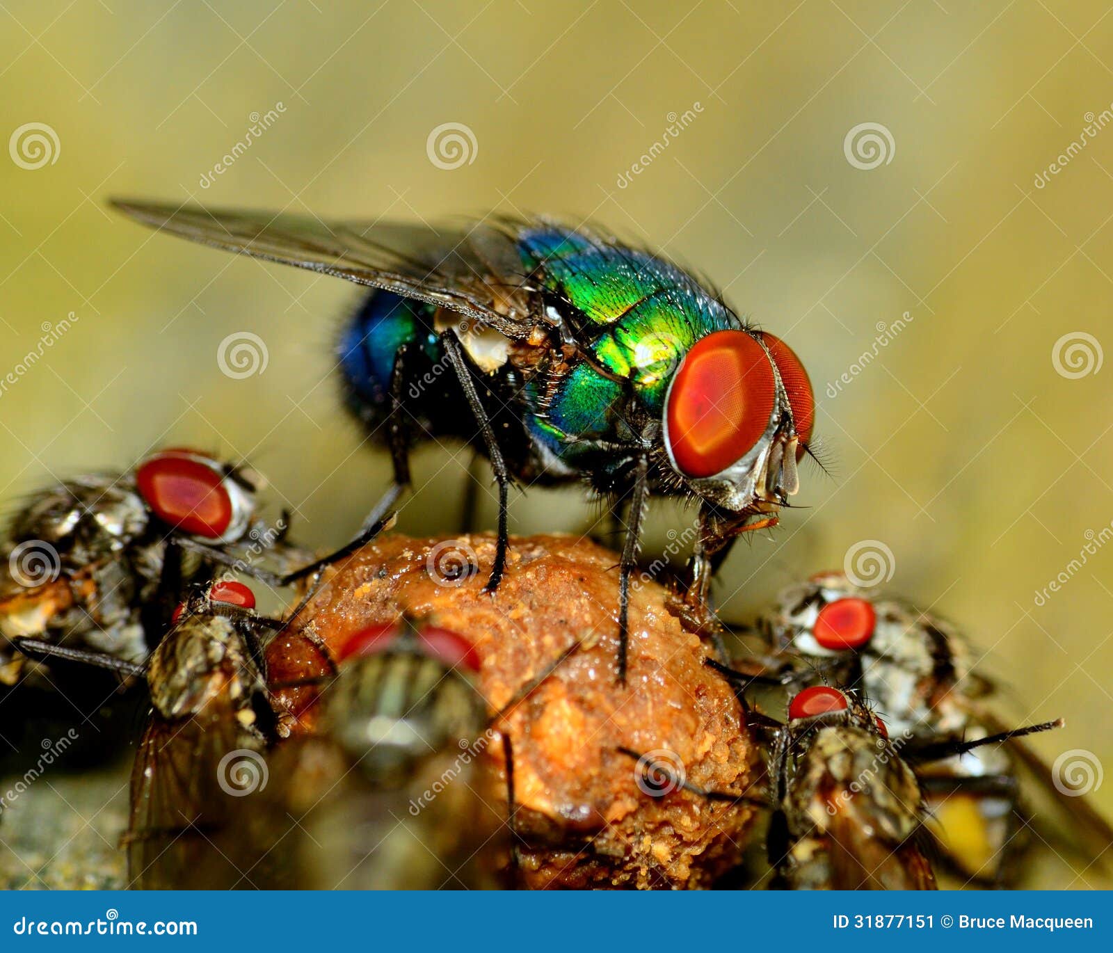 Mosca Verde Della Bottiglia Immagine Stock - Immagine di natura, verde ...