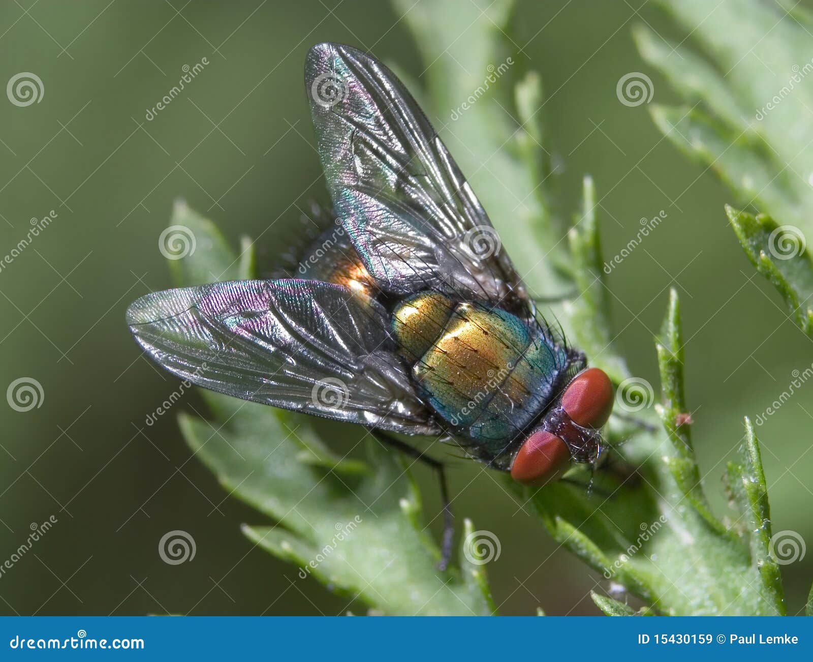 Mosca verde do frasco imagem de stock. Imagem de colorido - 15430159