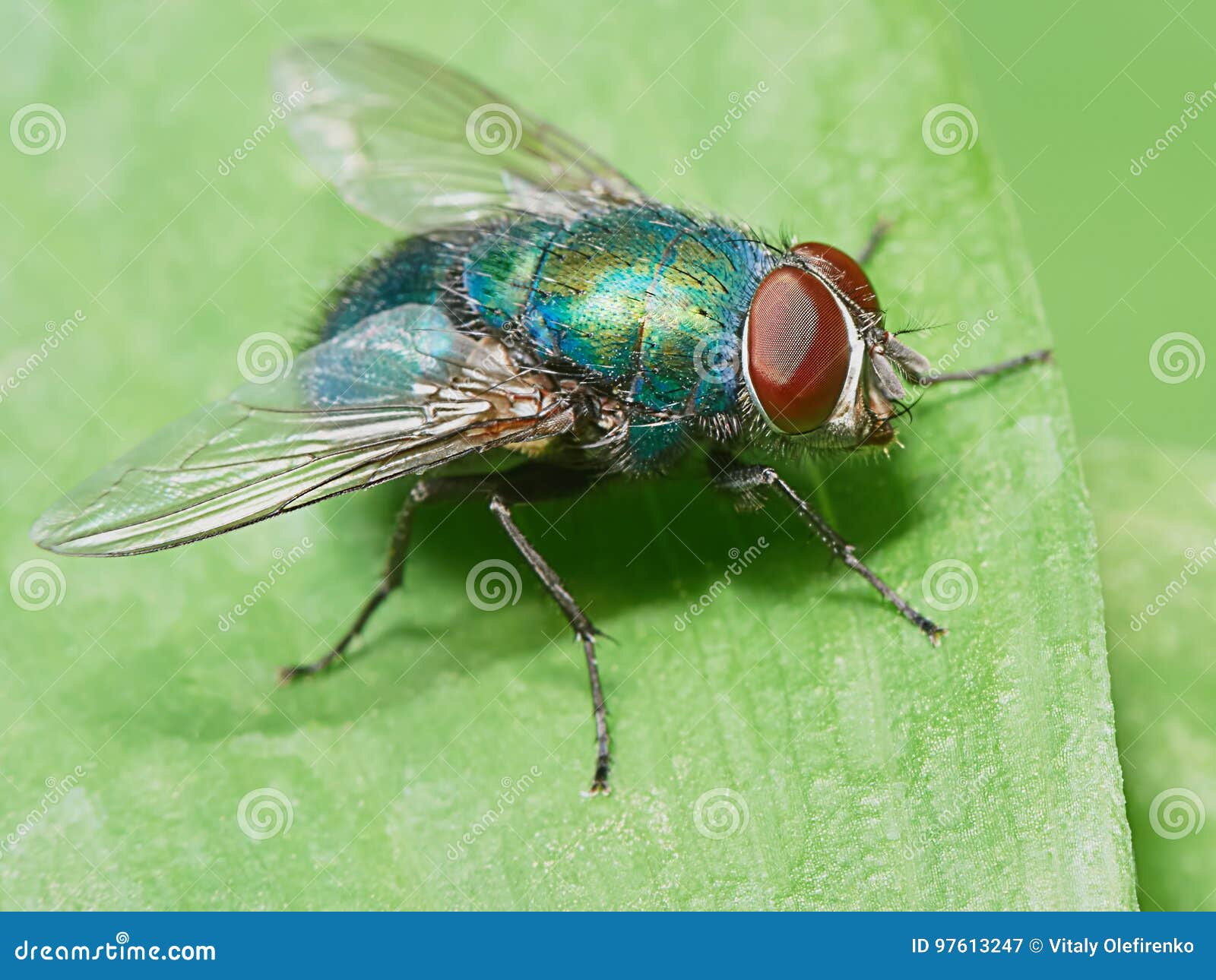 Mosca Verde Em Uma Folha Verde Imagem de Stock - Imagem de invertebrado ...