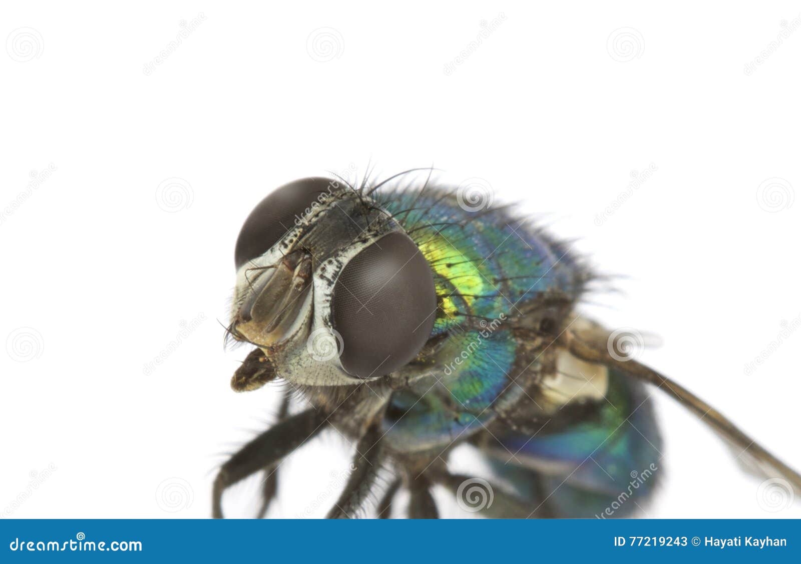 Mosca Verde Isolada No Fundo Branco Imagem de Stock - Imagem de mola ...