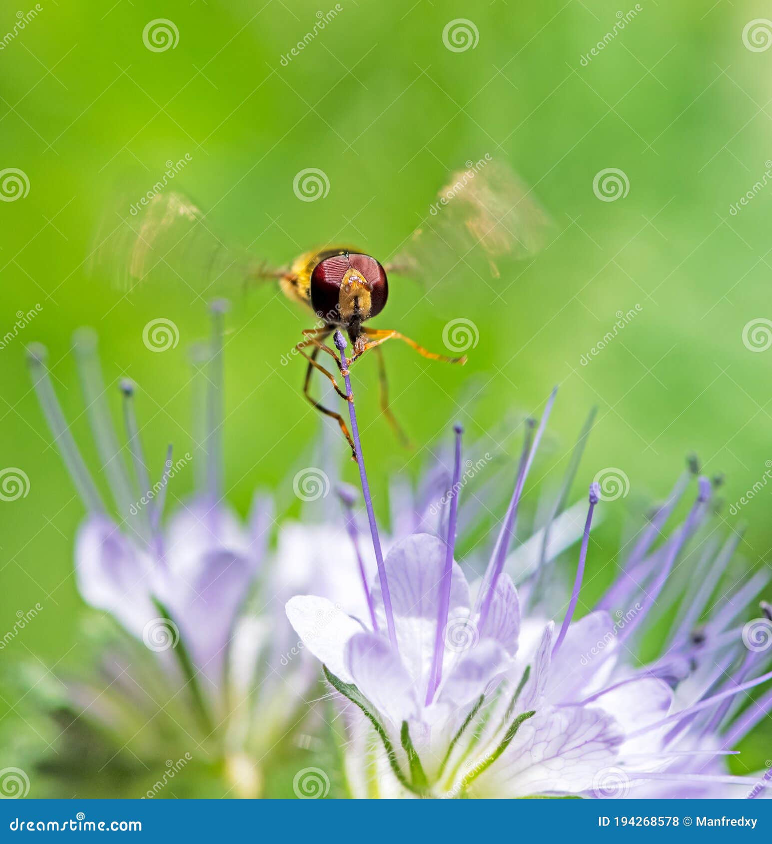 Mosca volando en una flor foto de archivo. Imagen de macro - 194268578