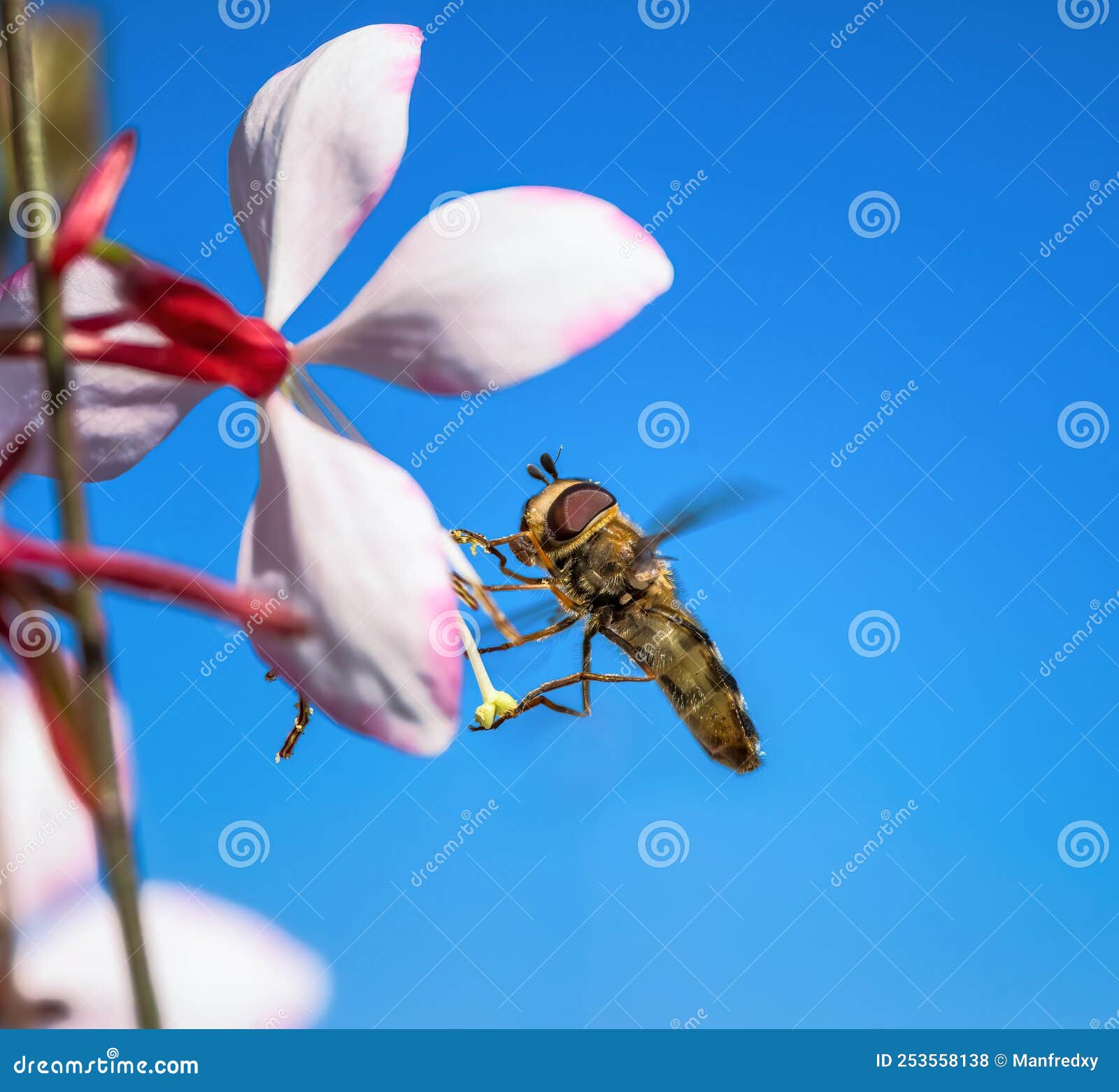 Mosca Volando a Una Flor De Plumas India Foto de archivo - Imagen de ...
