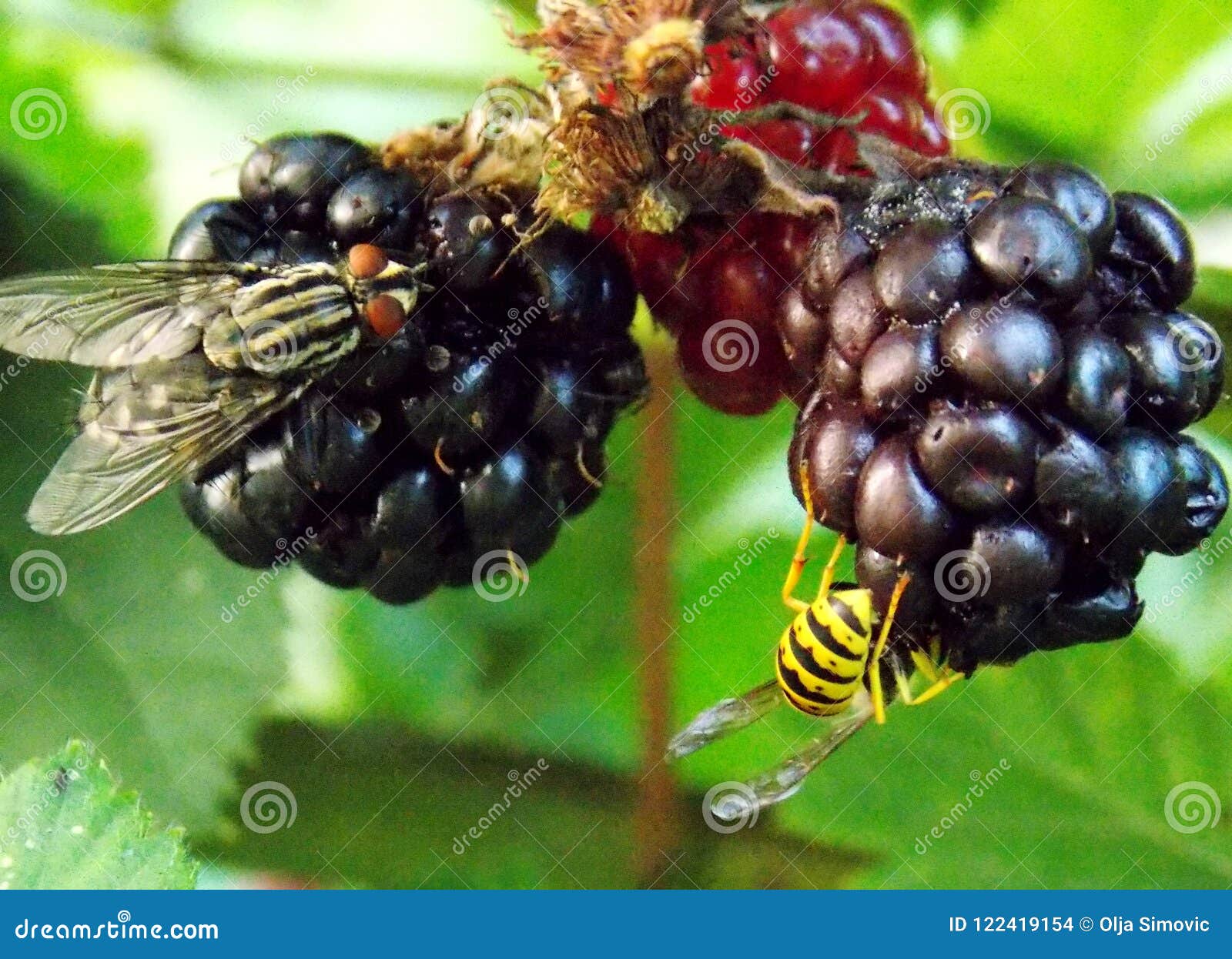 Mosca Y Avispa En Las Zarzamoras Foto de archivo - Imagen de cubo ...