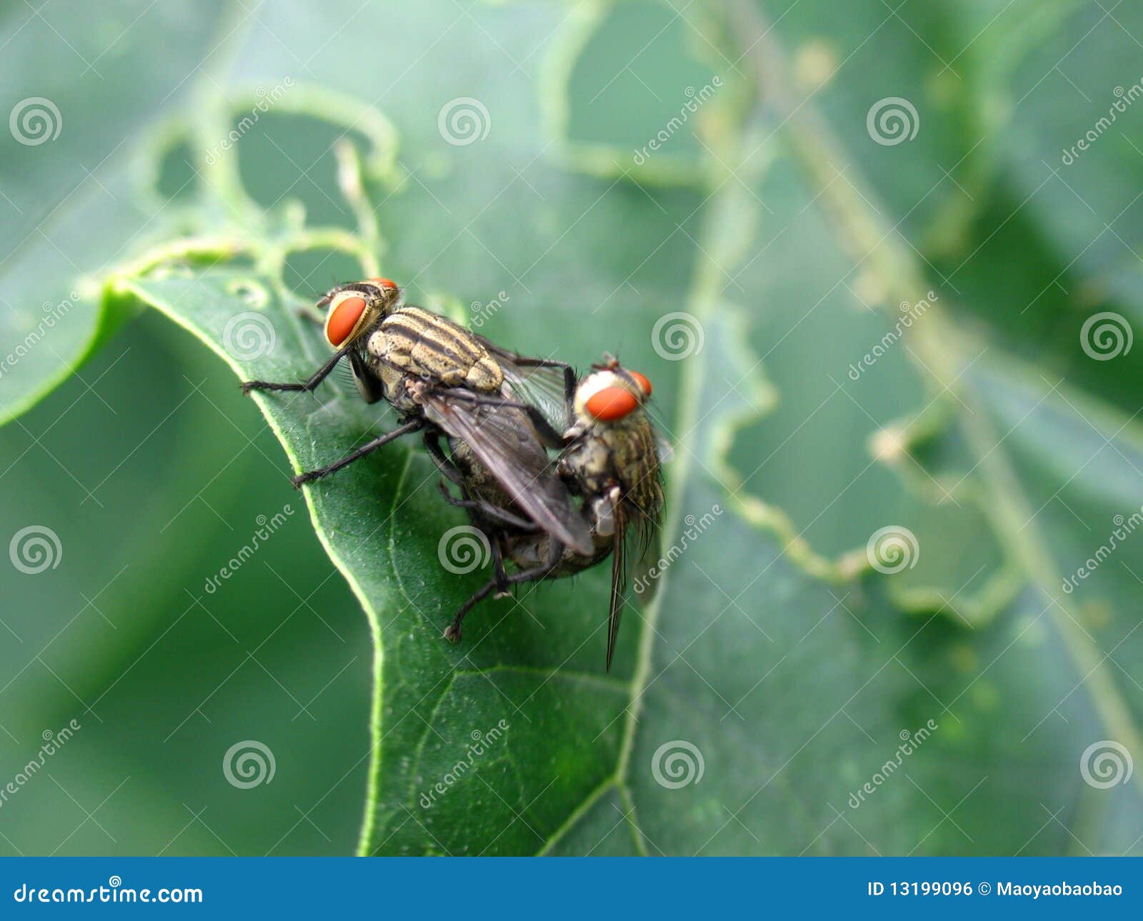 Moscas foto de stock. Imagem de acoplamento, moscas, sexo - 13199096