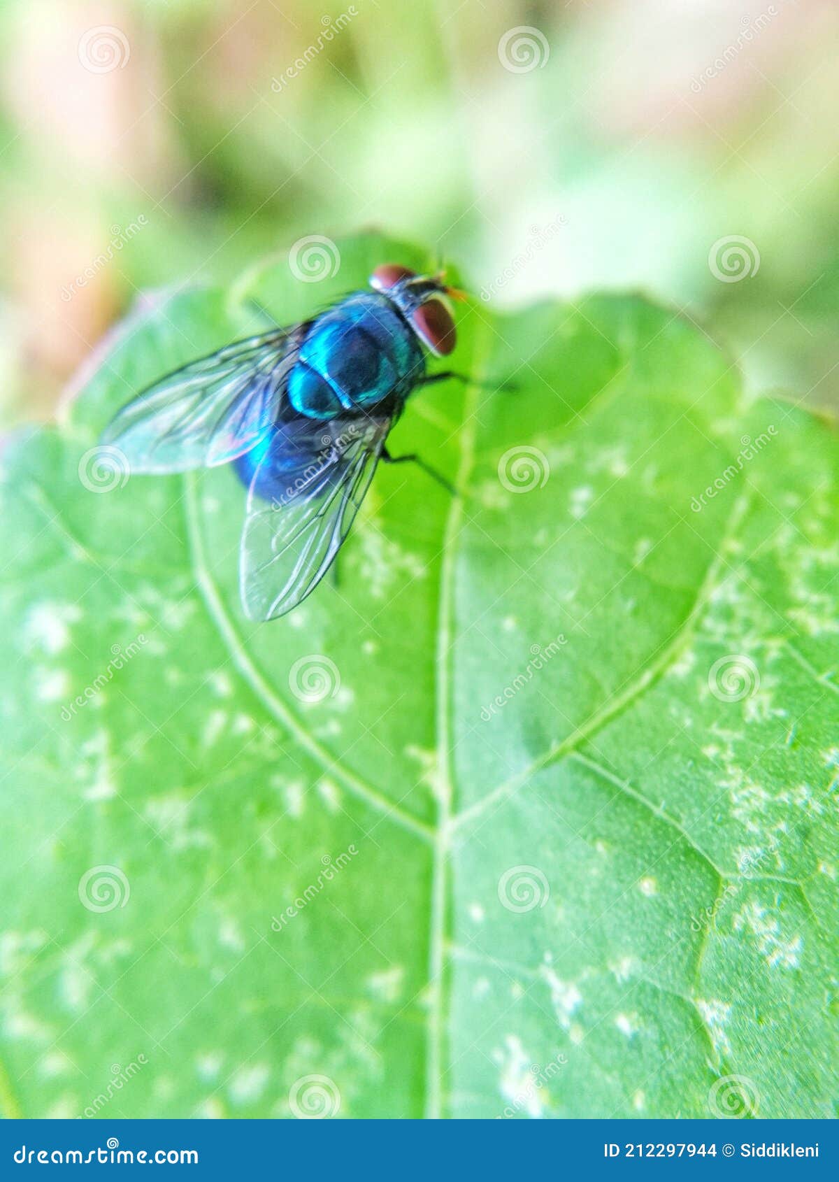 Moscas Azules Sobre Hojas Verdes Foto de archivo - Imagen de abeja ...