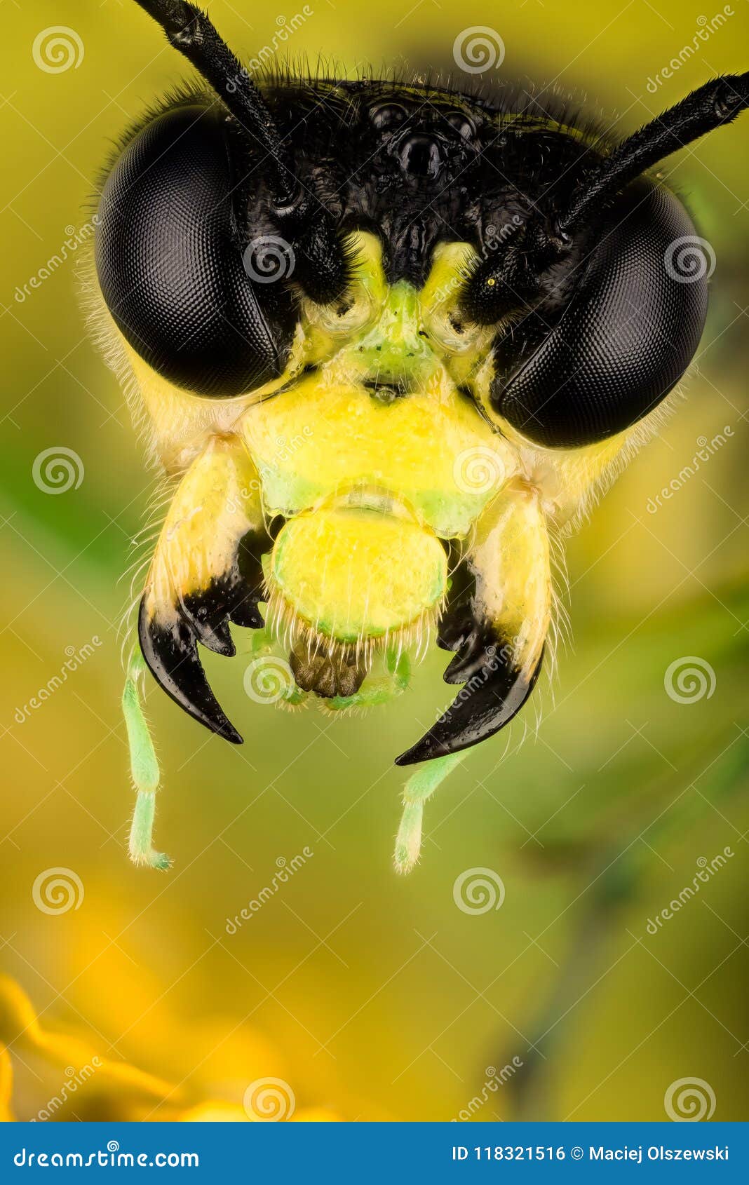 Moscas De Sierra Comunes, Mesomela De Tenthredo, Mosca De Sierra Verde ...