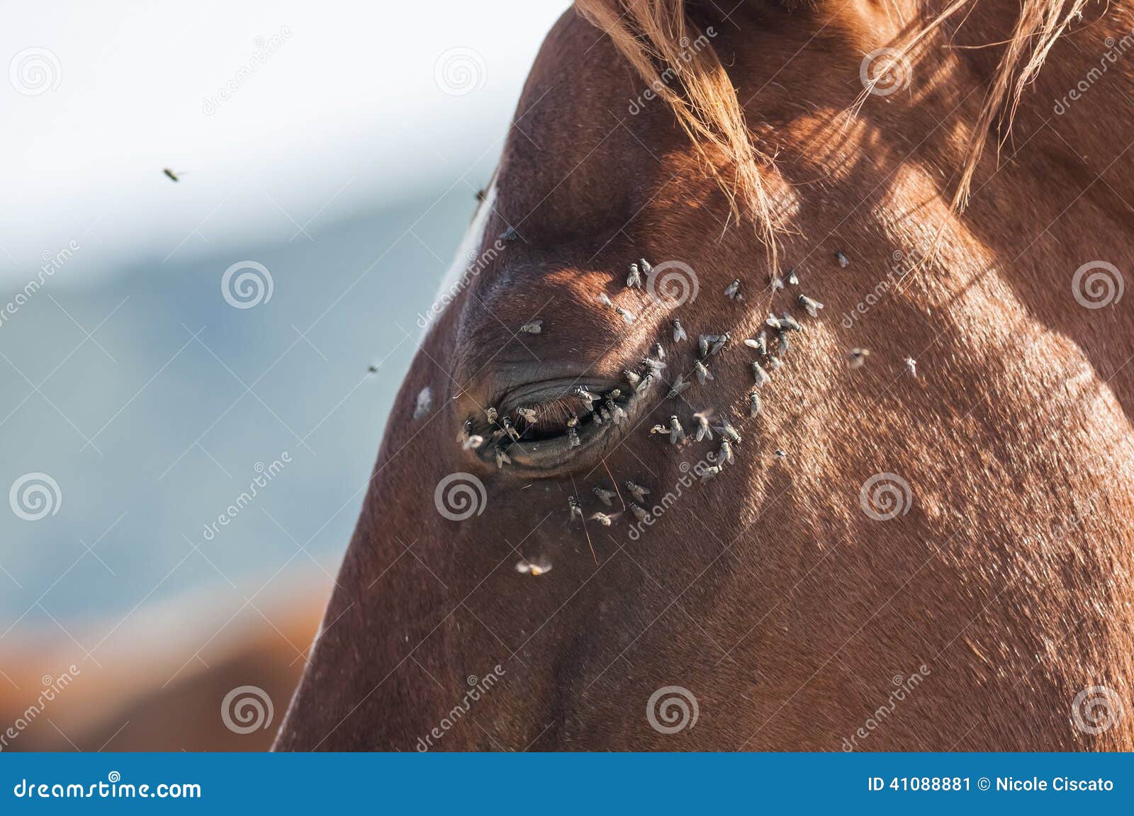 Moscas en ojo del caballo imagen de archivo. Imagen de verano - 41088881