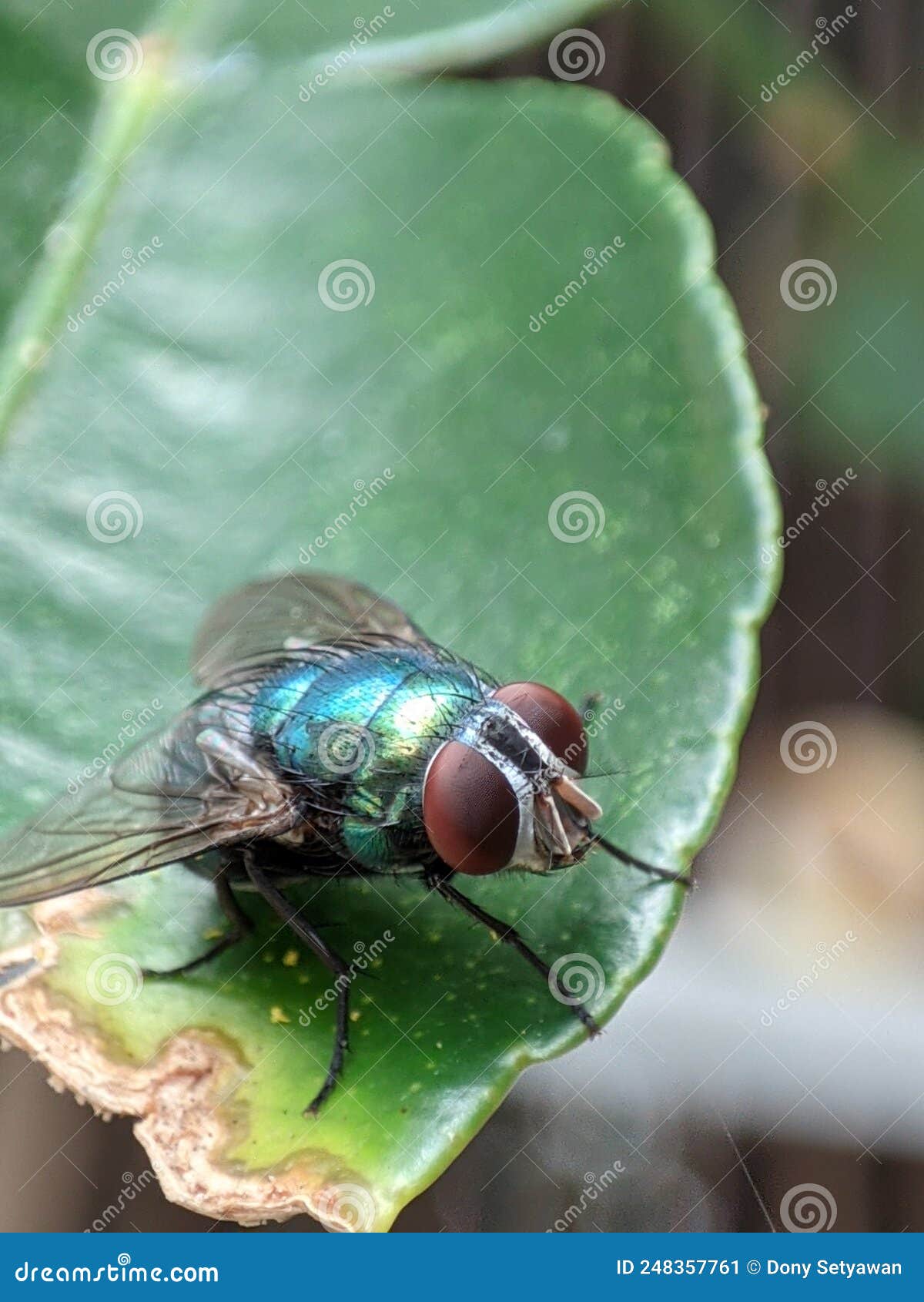 Moscas Encaramadas Sobre Hojas De Lima Imagen de archivo - Imagen de ...