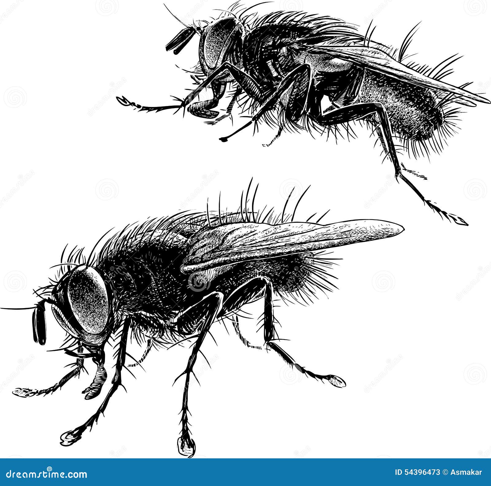 Moscas Ilustraciones Stock, Vectores, Y Clipart – (3,985 Ilustraciones ...