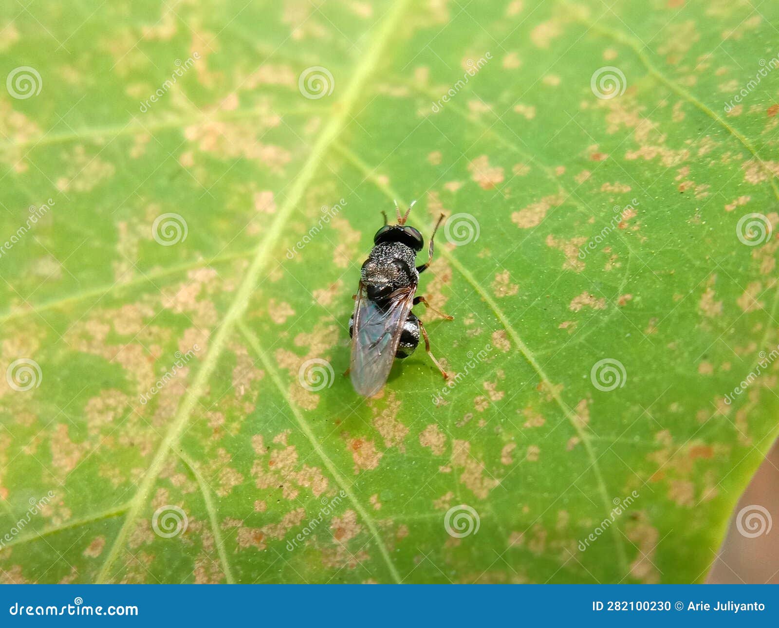 Moscas Pousam Folhas De Mandioca E As Comem Foto de Stock - Imagem de ...