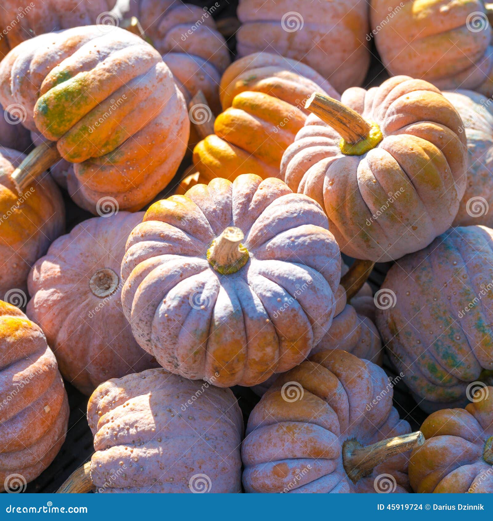 Moschata de Cucurbita photo stock. Image du halloween - 45919724