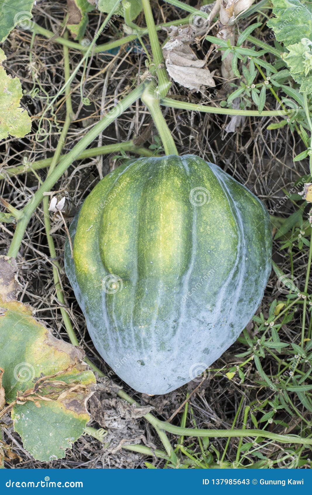 Moschata Del Cucurbita De La Planta Imagen de archivo - Imagen de sano ...