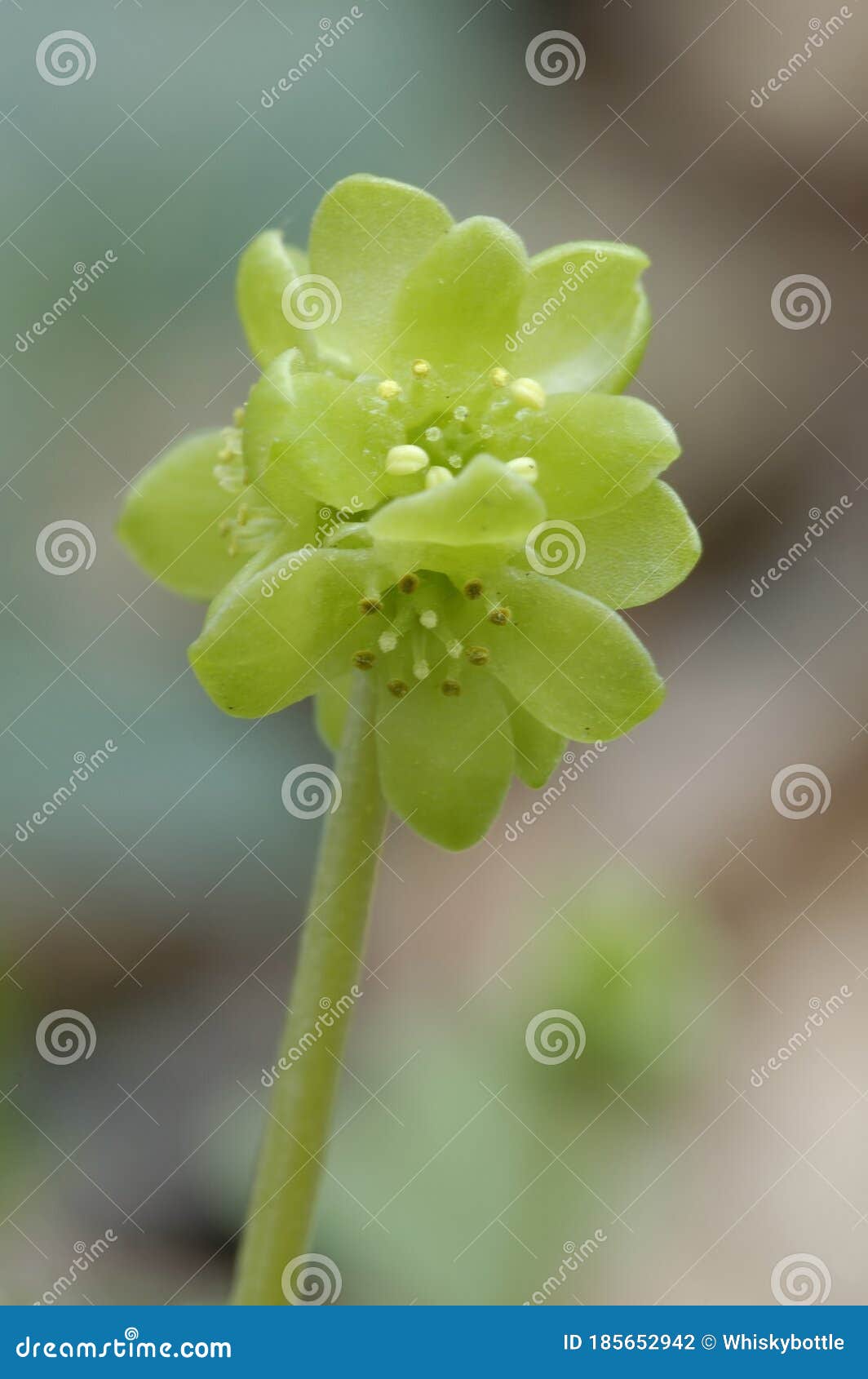 Moschatel stock photo. Image of small, wildflower, woods - 185652942