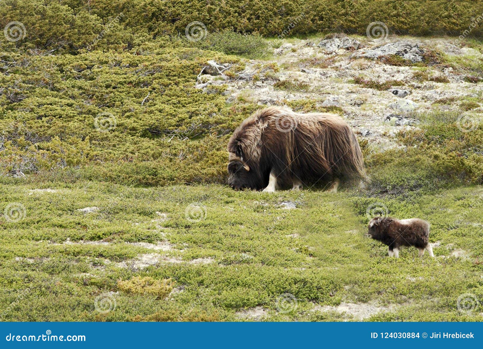 Moschatus Do Ovibos De Muskox E R Foto de Stock - Imagem de rebanho ...