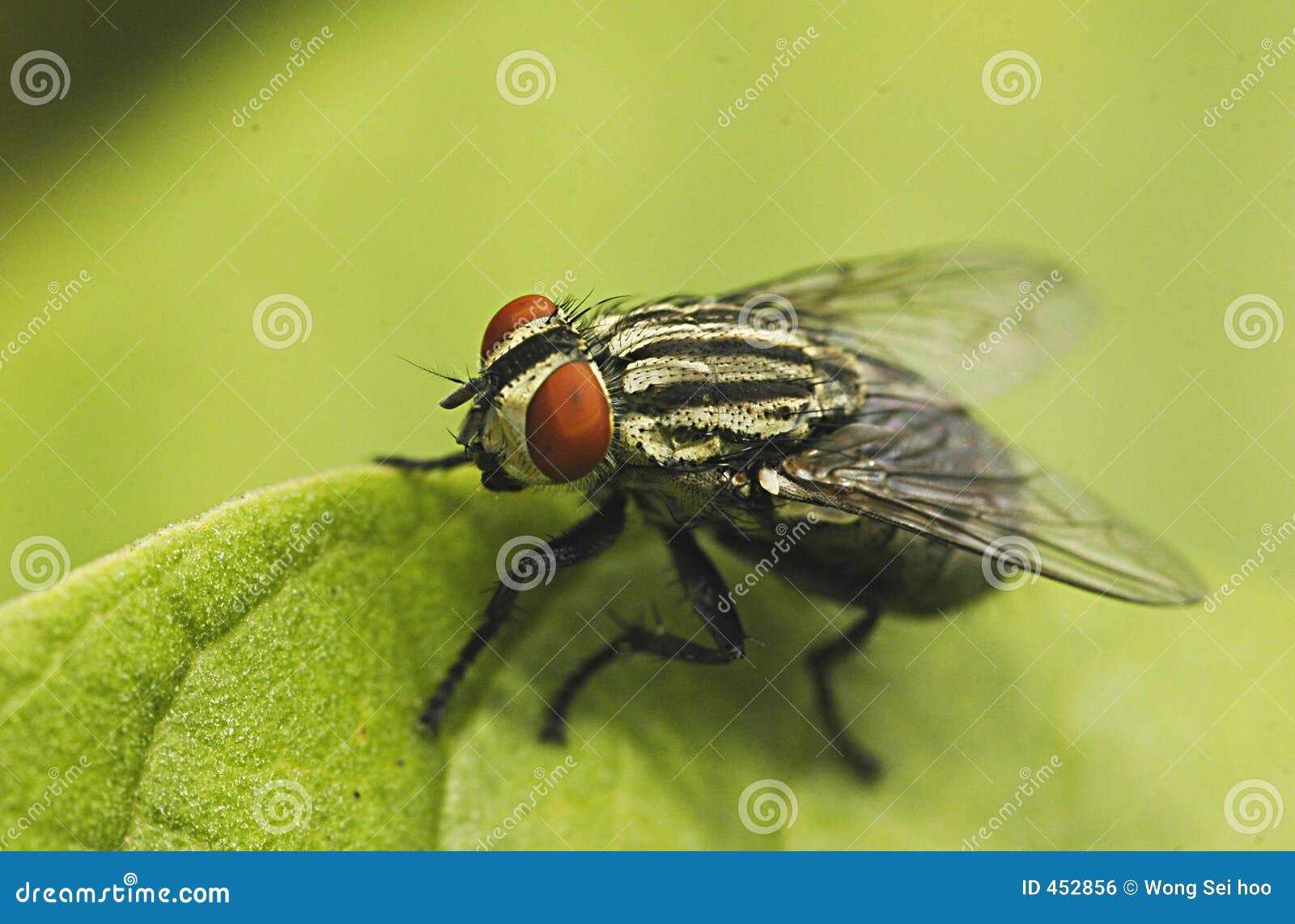 Mosche fotografia stock. Immagine di mosca, volo, mosche - 452856