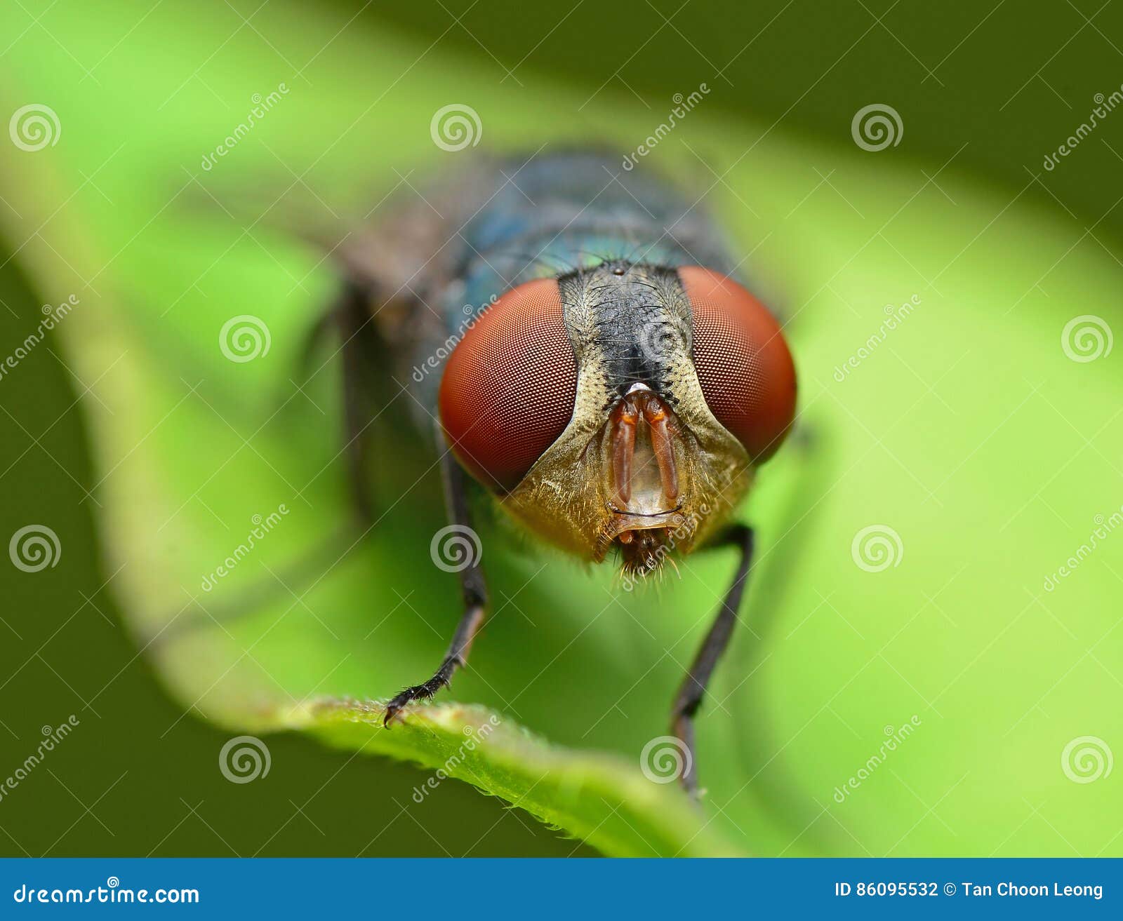 Mosche fotografia stock. Immagine di seduta, alimento - 86095532