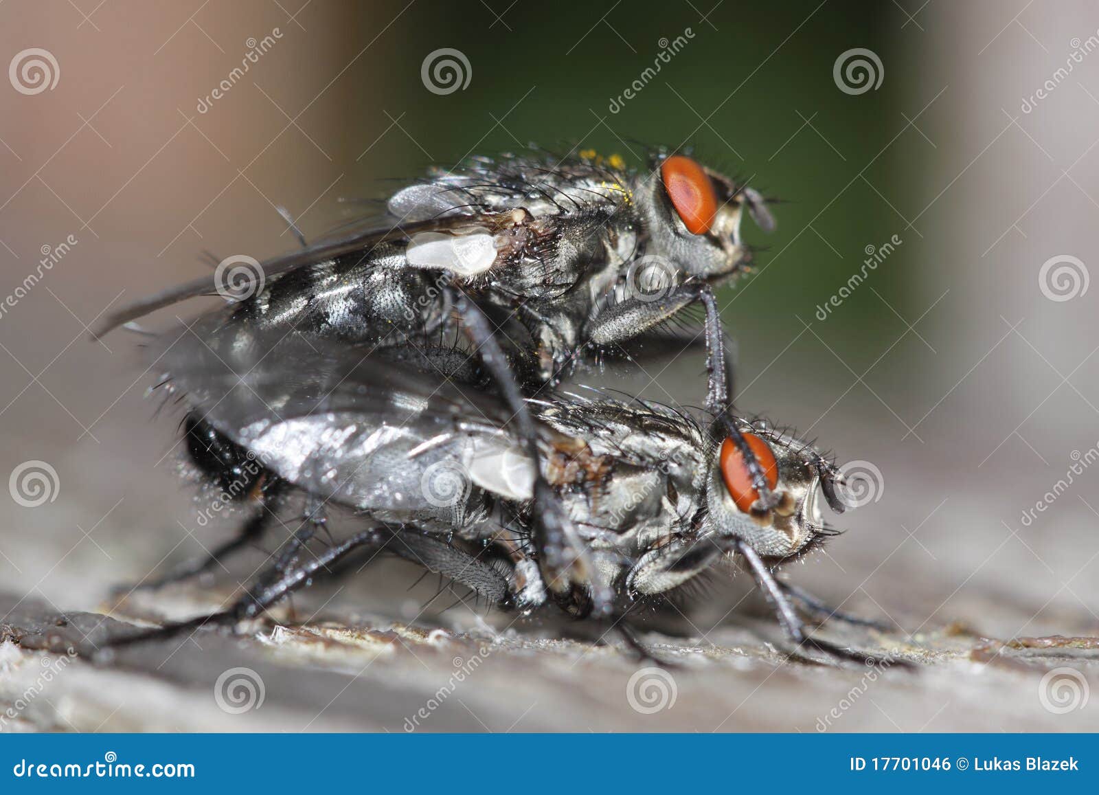 Mosche accoppiamento fotografia stock. Immagine di animale - 17701046