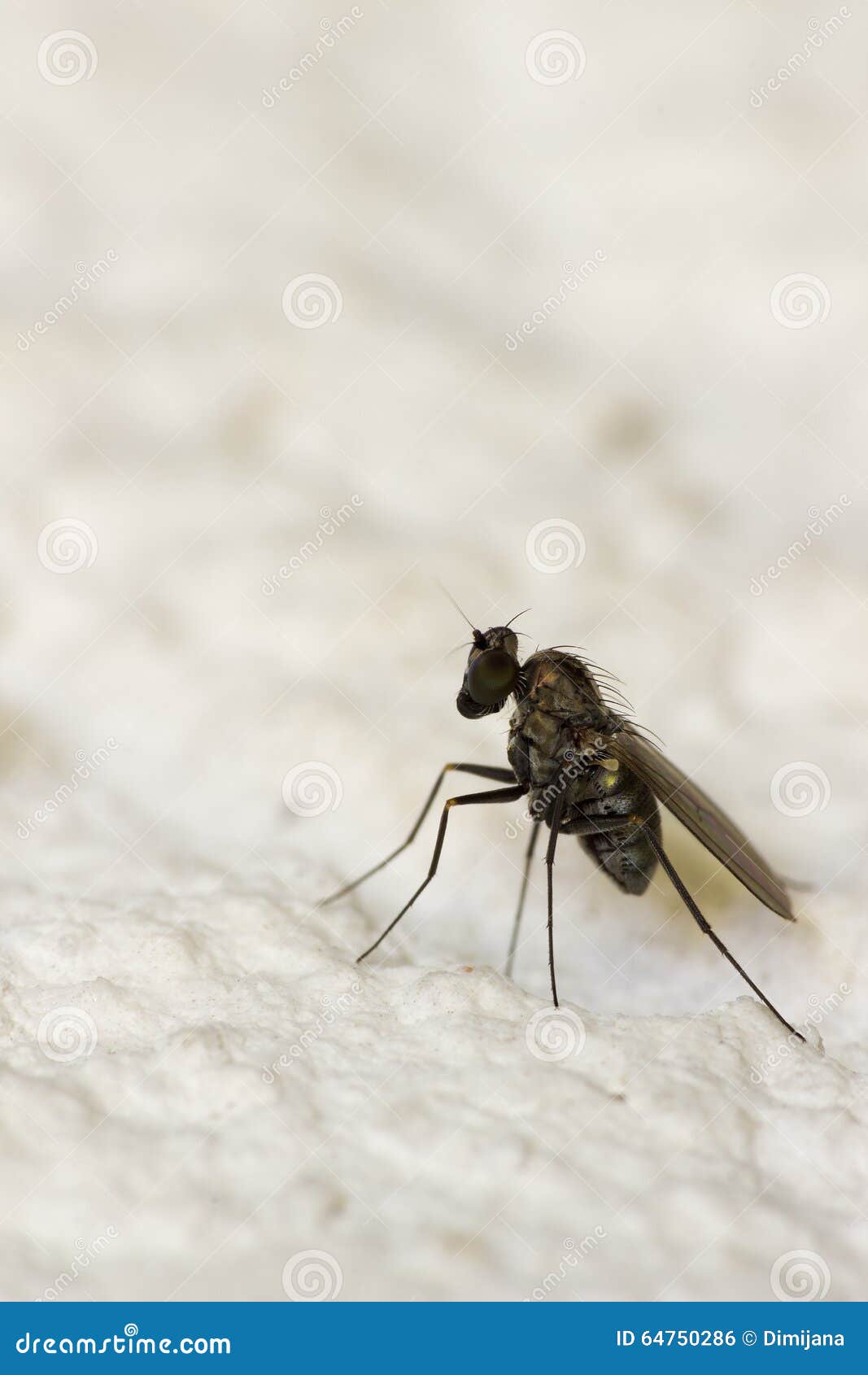 Mosche Con Le Gambe Lunghe (jacula Di Medetera) Fotografia Stock ...