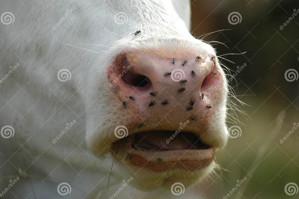 Mosche sulla mucca immagine stock. Immagine di bianco, stanco - 610293