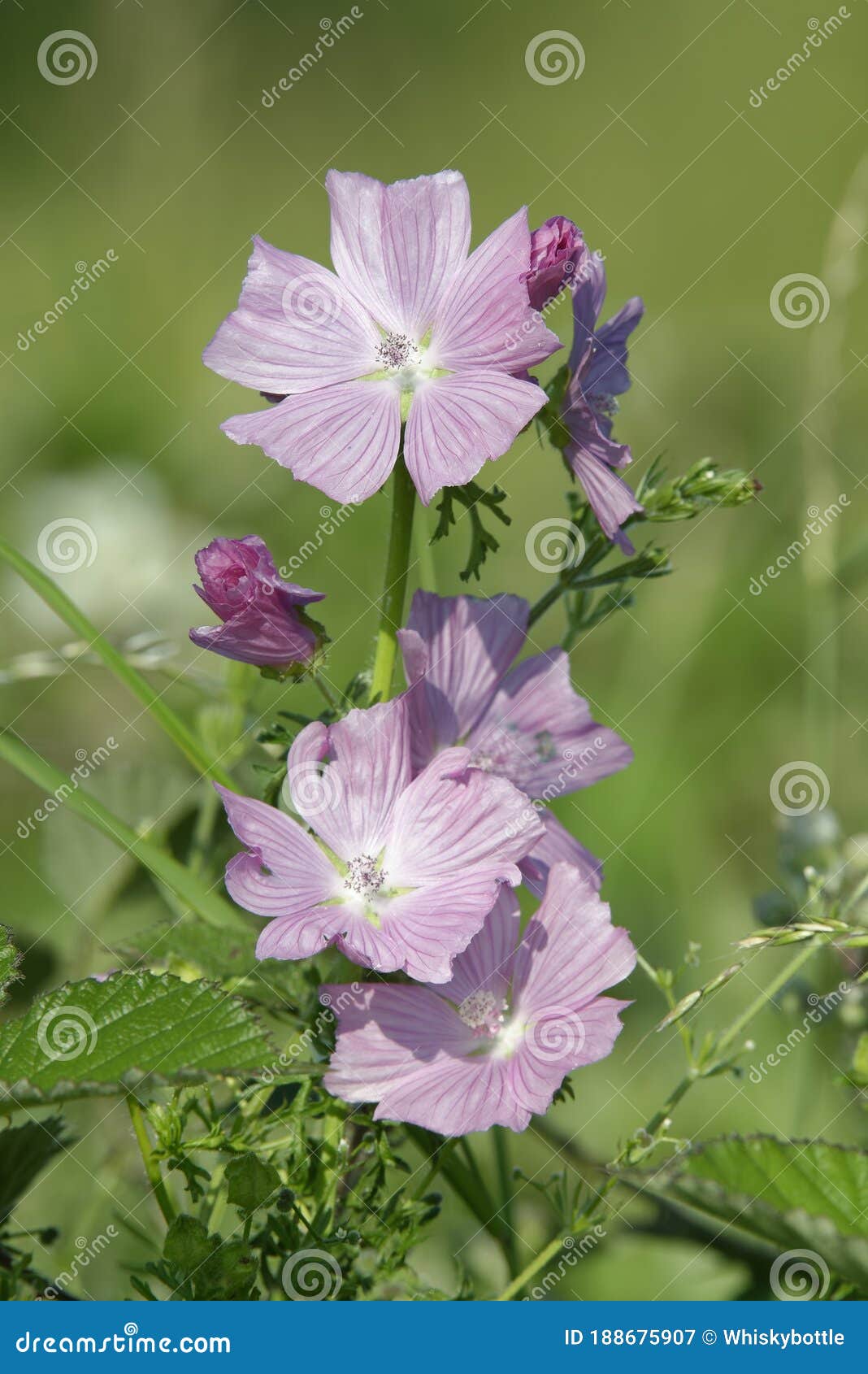Moschus-Malve stockbild. Bild von blumenblätter, wildblumen - 188675907