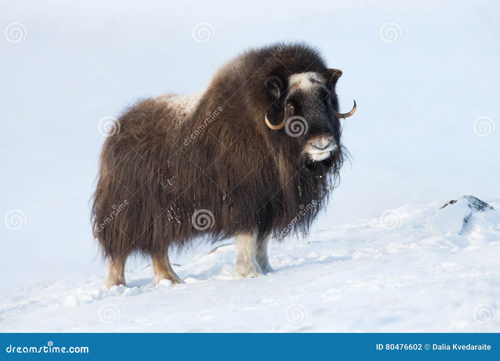 Moschus-Ochse im Winter stockfoto. Bild von schnee, tier - 80476602