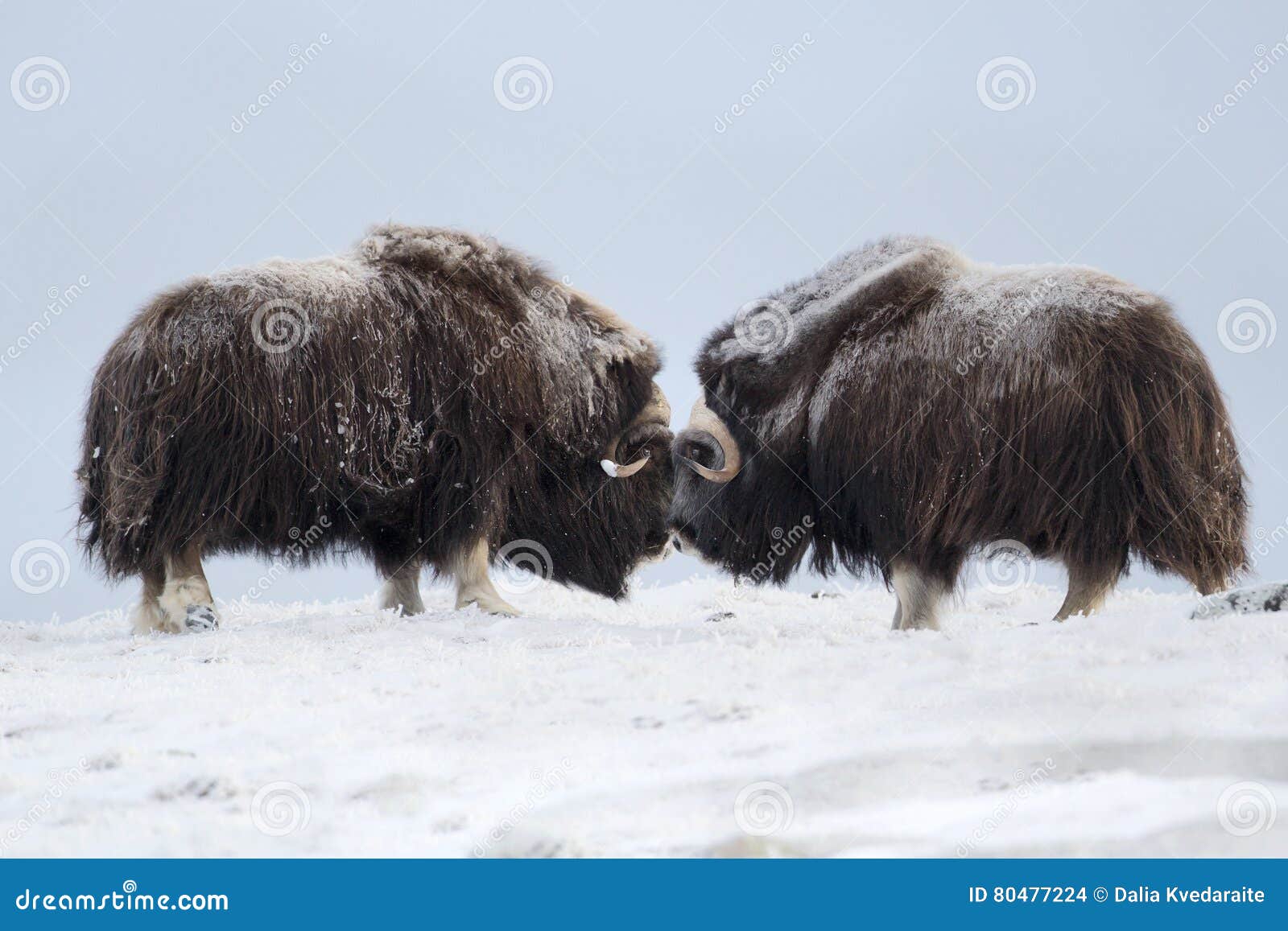 Moschus-Ochsenpaare Fighting, Norwegen Stockfoto - Bild von leistung ...
